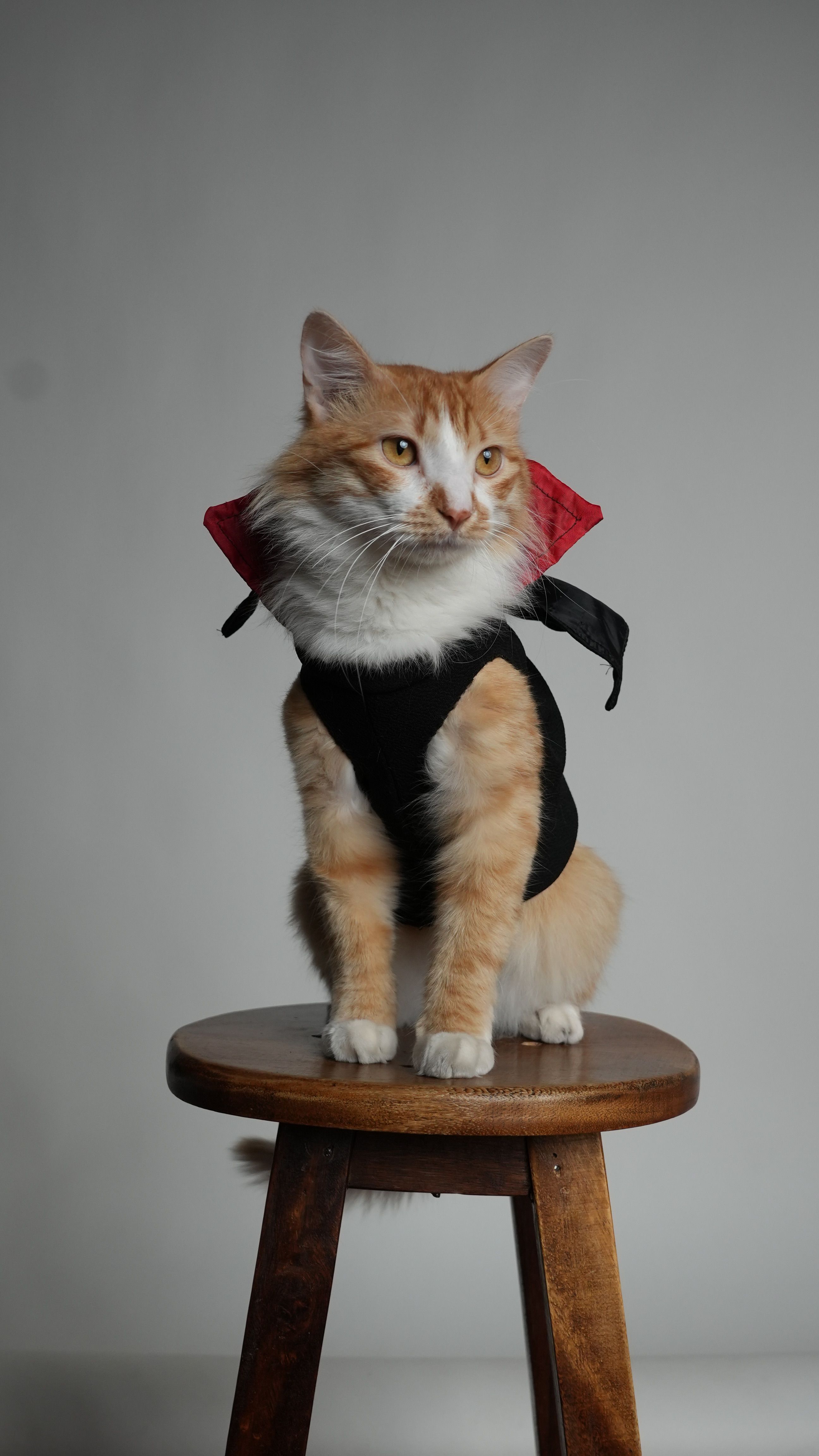Adorable Cat in Halloween Vampire Costume · Free Stock Photo