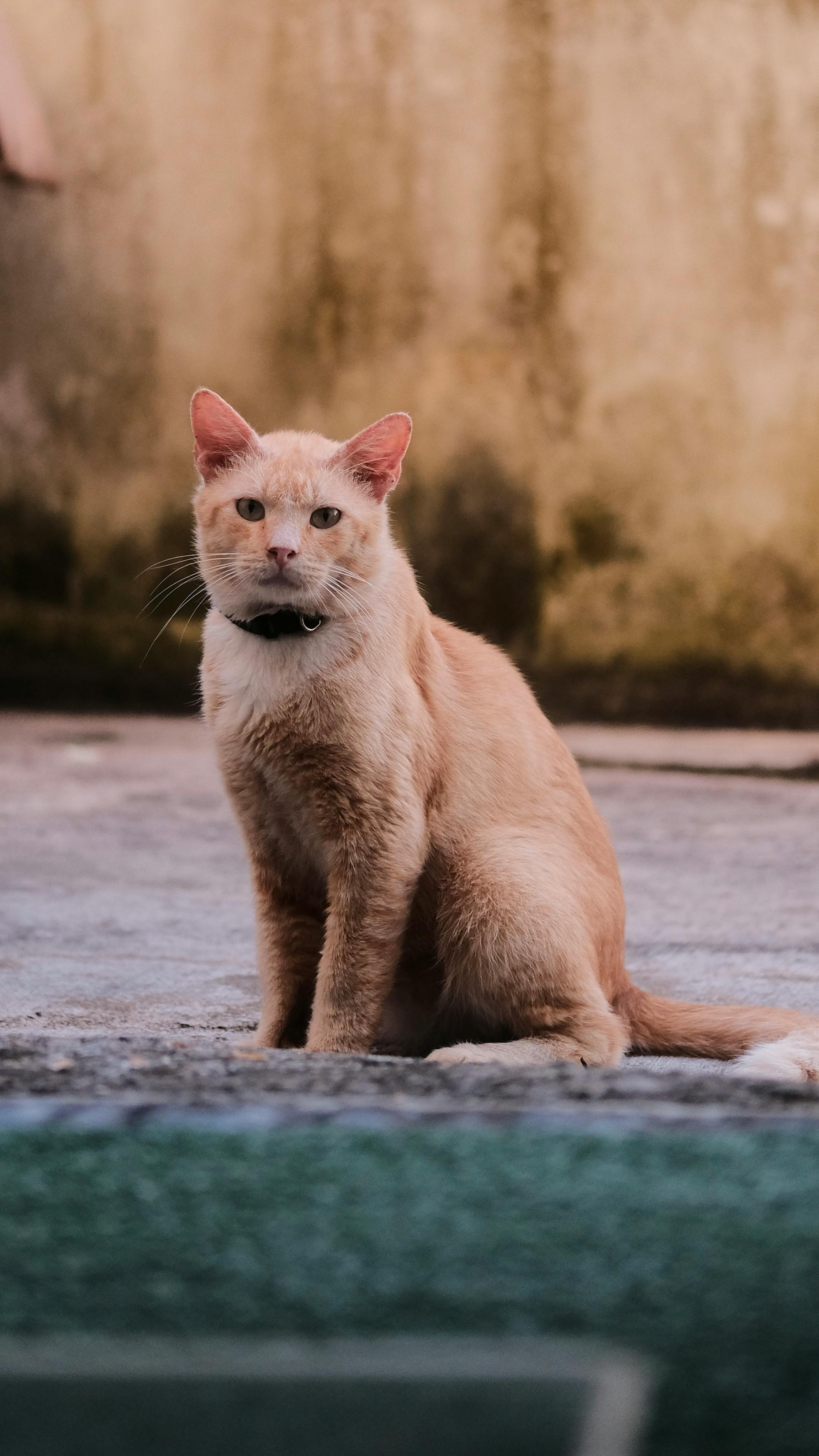 Chat Roux Assis à L'extérieur Sur Une Surface En Béton · Photo gratuite
