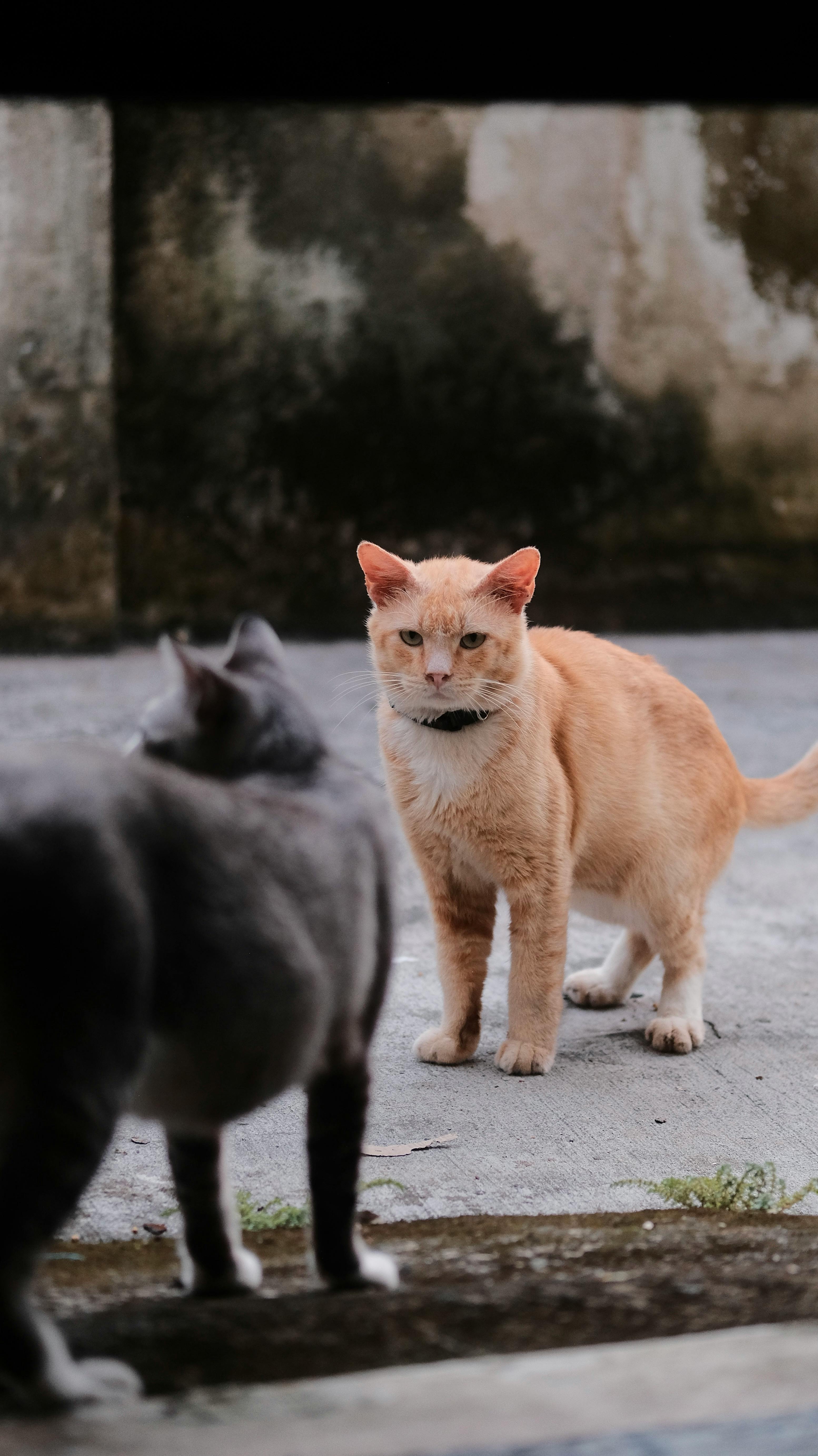 Two Cats Facing Each Other Outdoors · Free Stock Photo