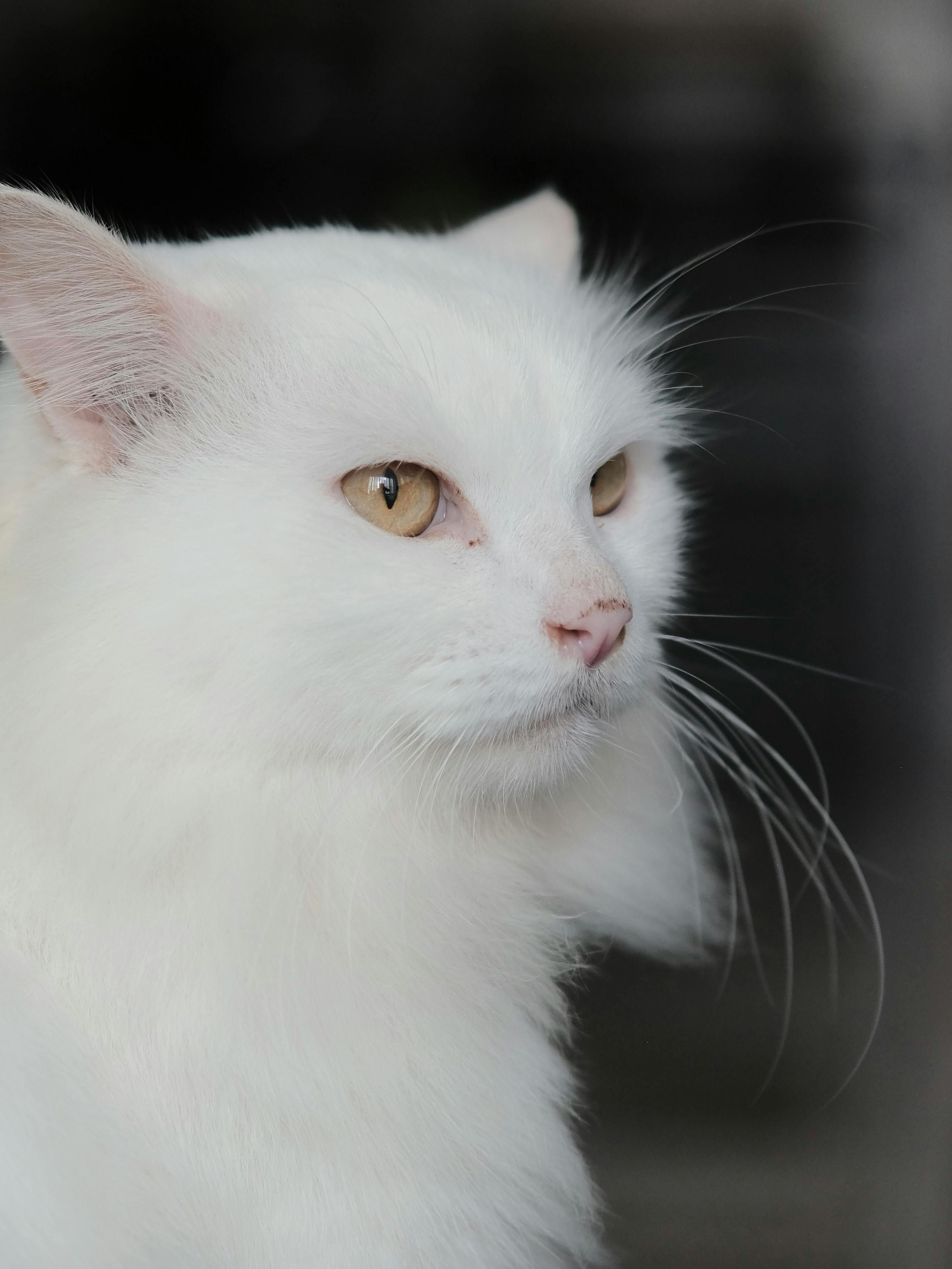 Fluffy Ear Tufts Photos, Download The BEST Free Fluffy Ear Tufts Stock ...