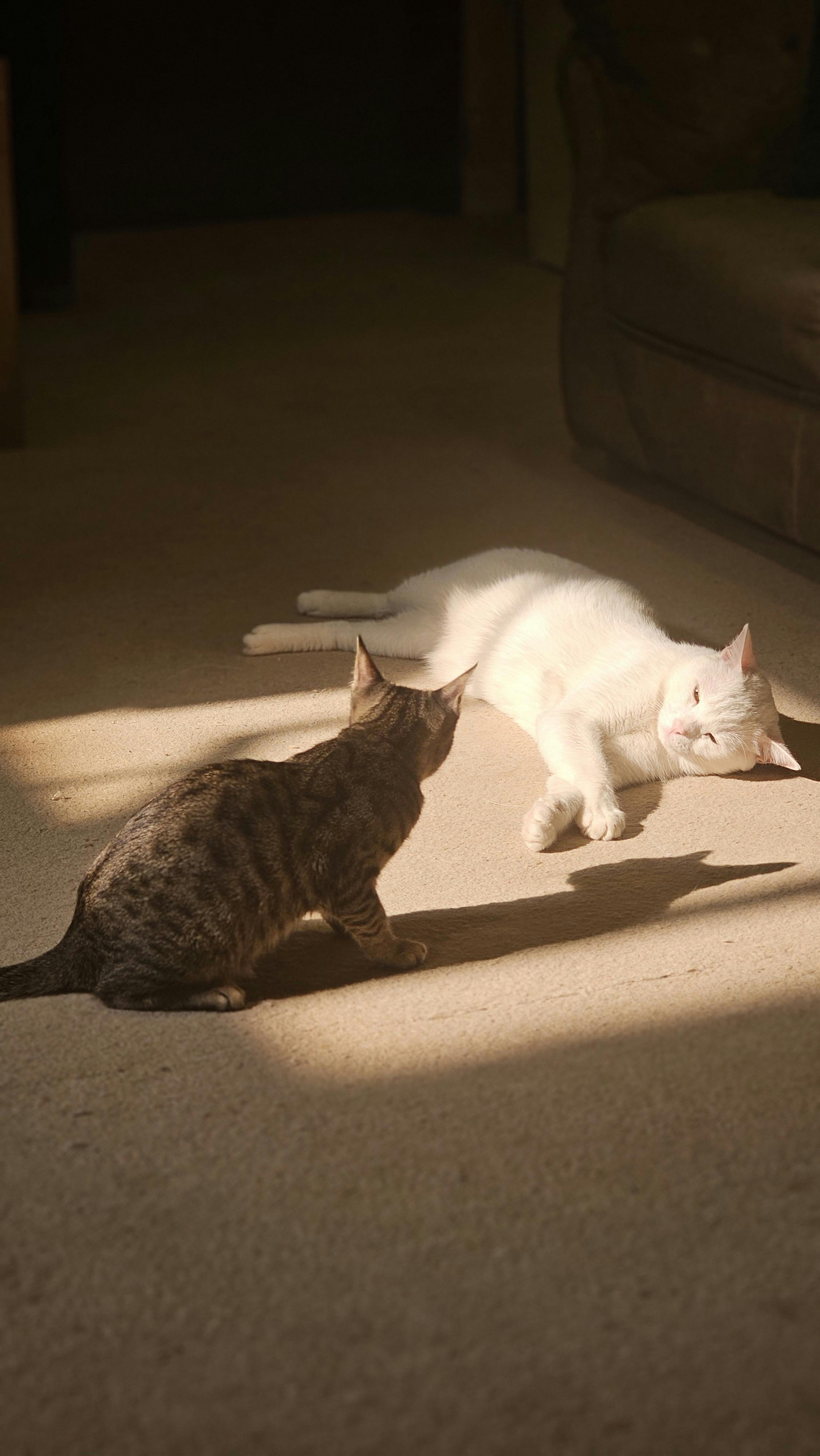Two Cats Relaxing in Sunlit Room · Free Stock Photo