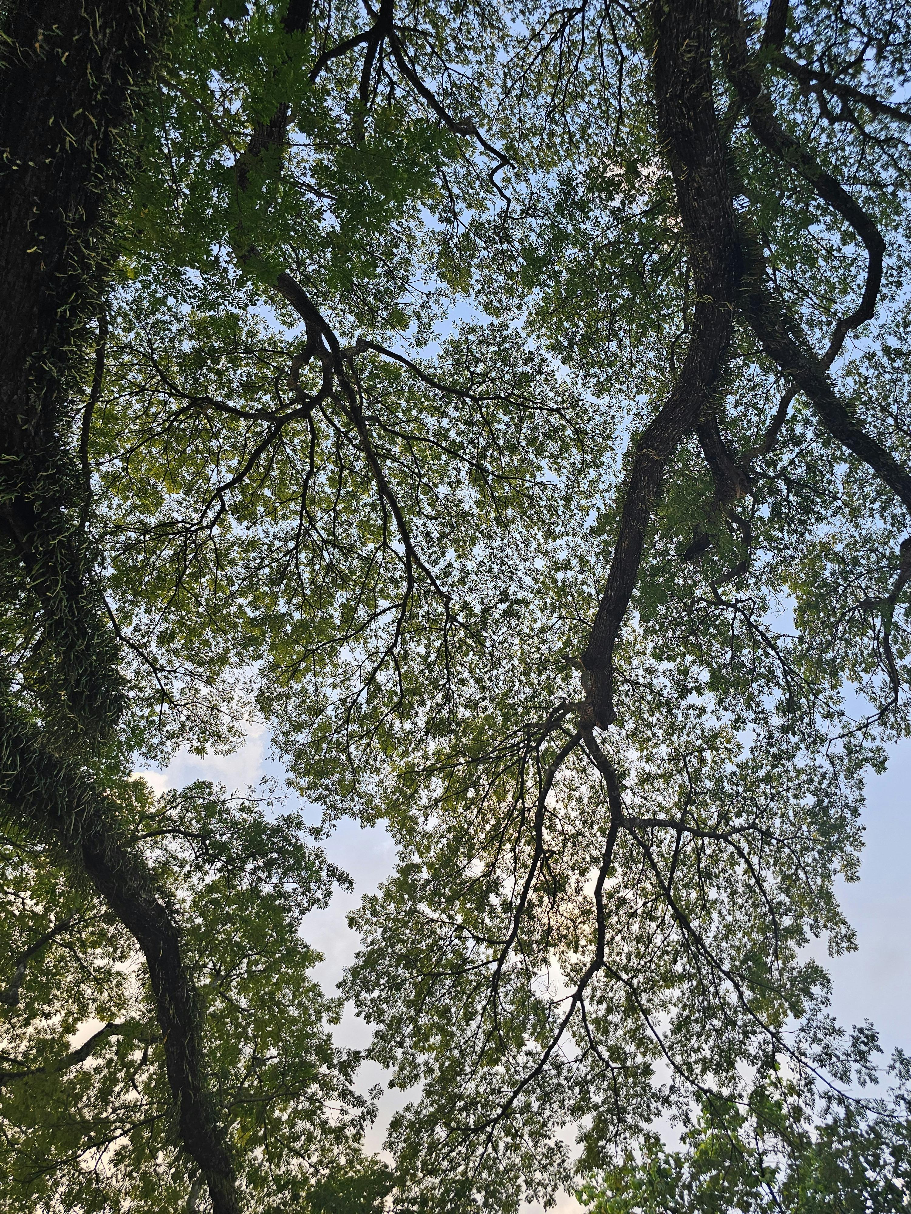 Kanopi Pohon Yang Rimbun Dengan Sinar Matahari Yang Masuk · Foto Stok ...