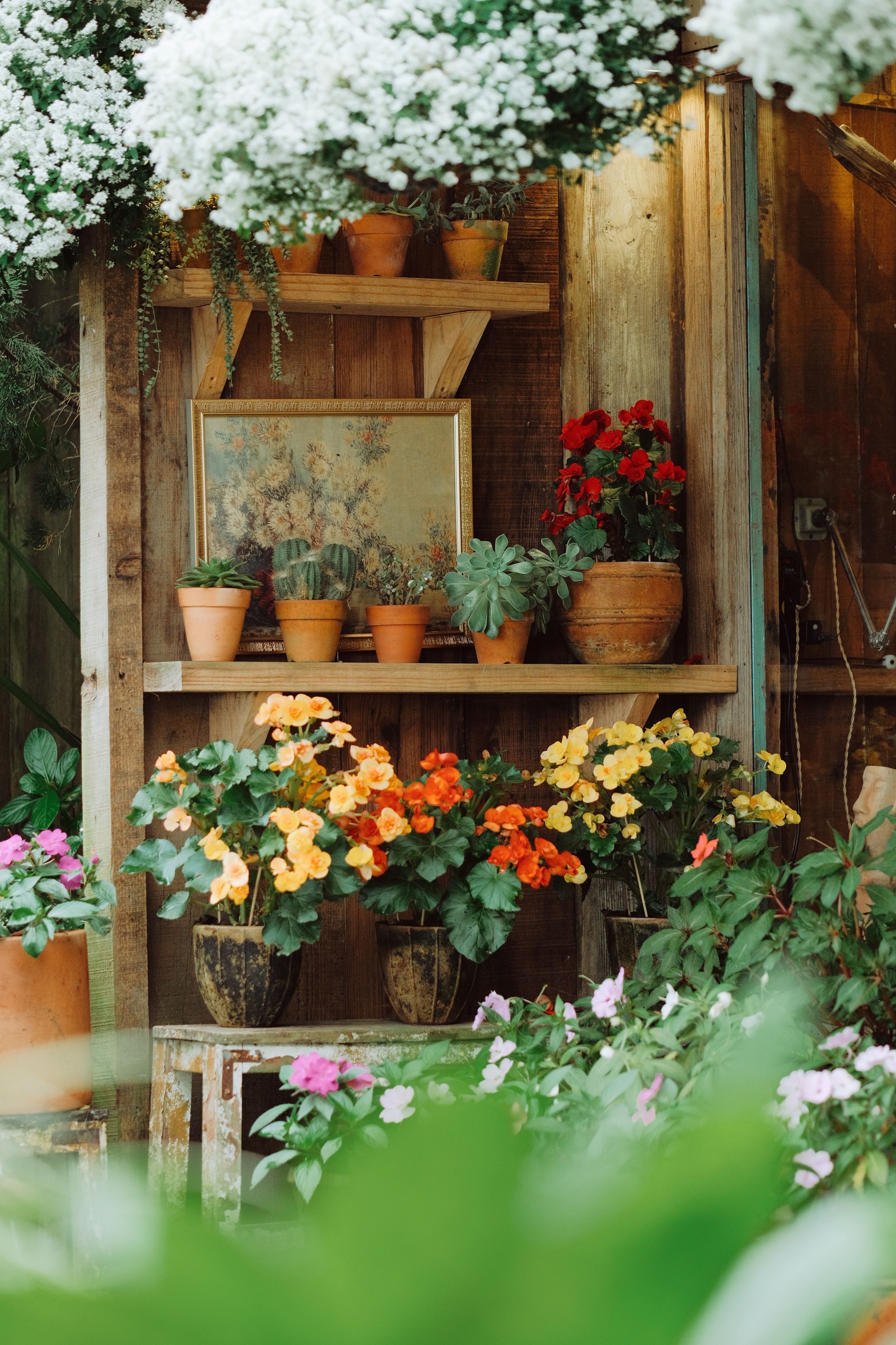 Rustic Garden Shed with Vibrant Potted Flowers · Free Stock Photo