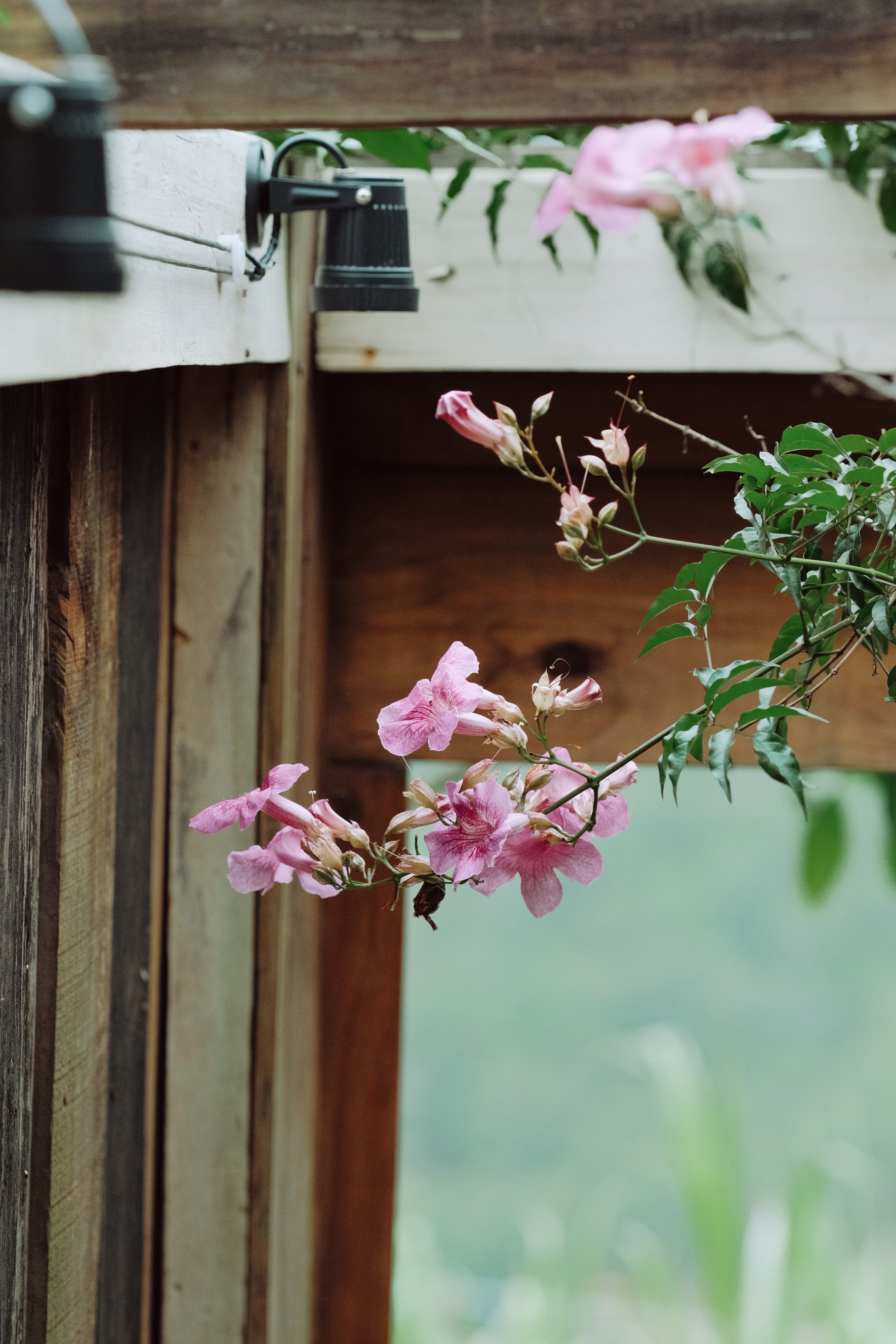 Delicate Pink Flowers Against Rustic Wooden Wall · Free Stock Photo