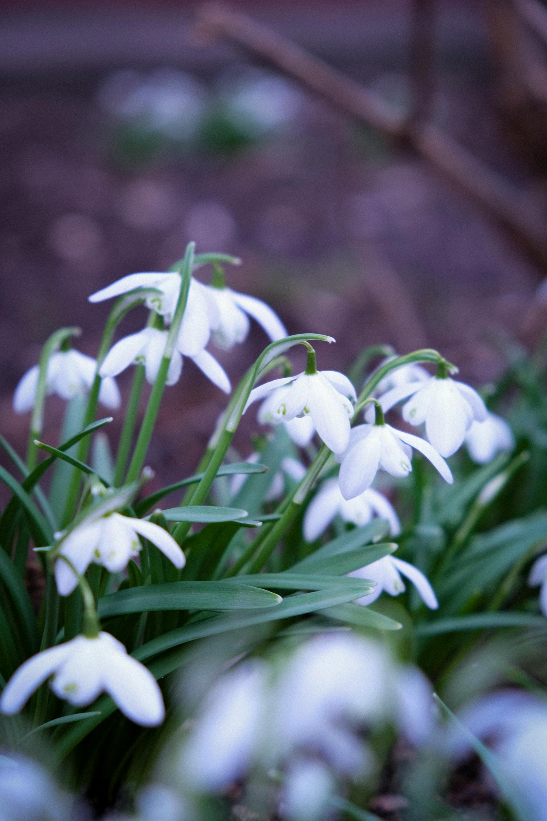 Close-up of Snowdrops in Bloom during Spring · Free Stock Photo