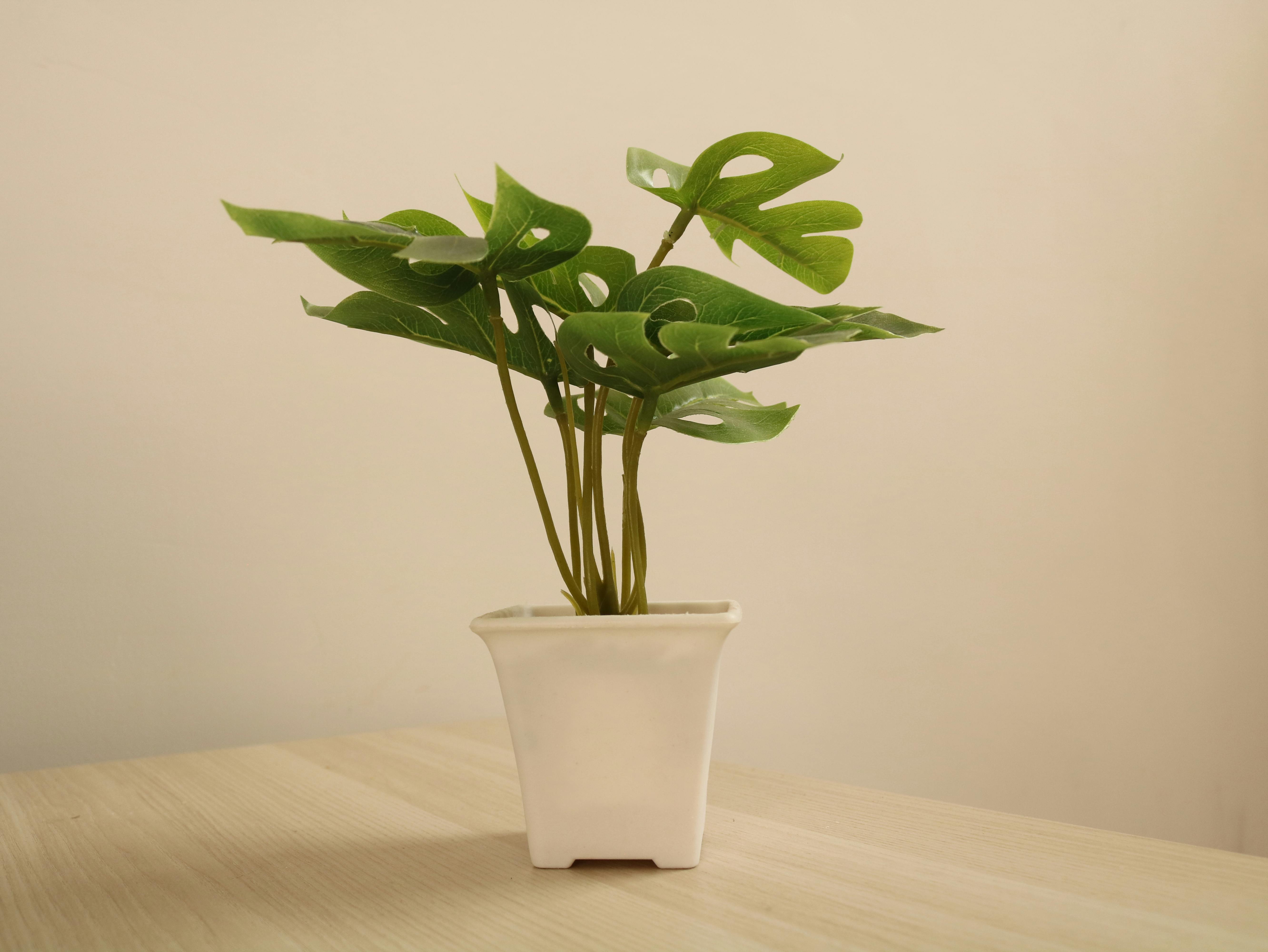 Tanaman Monstera Minimalis Dalam Pot Putih · Foto Stok Gratis