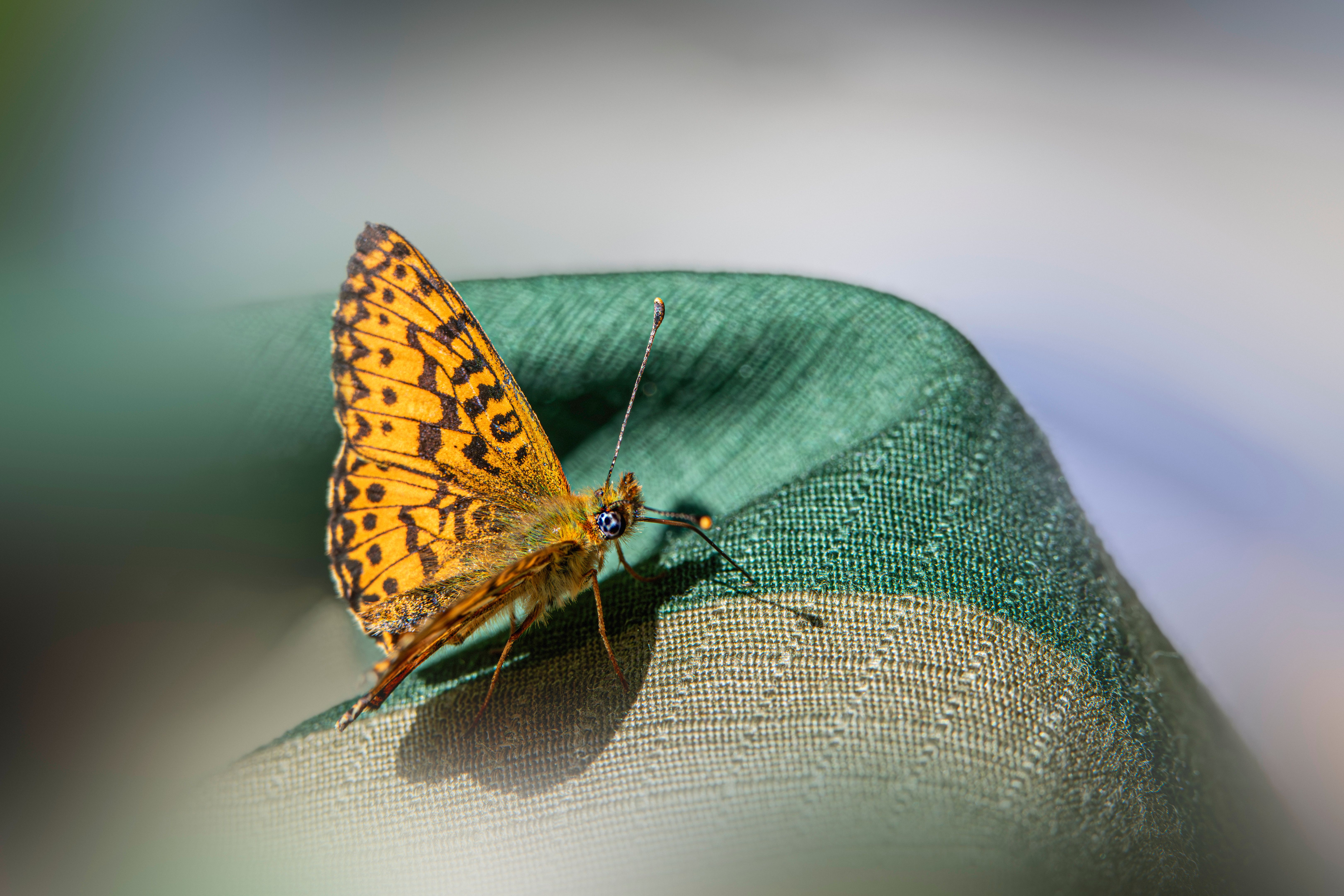 Close-Up of Titania's Fritillary Butterfly on Fabric · Free Stock Photo