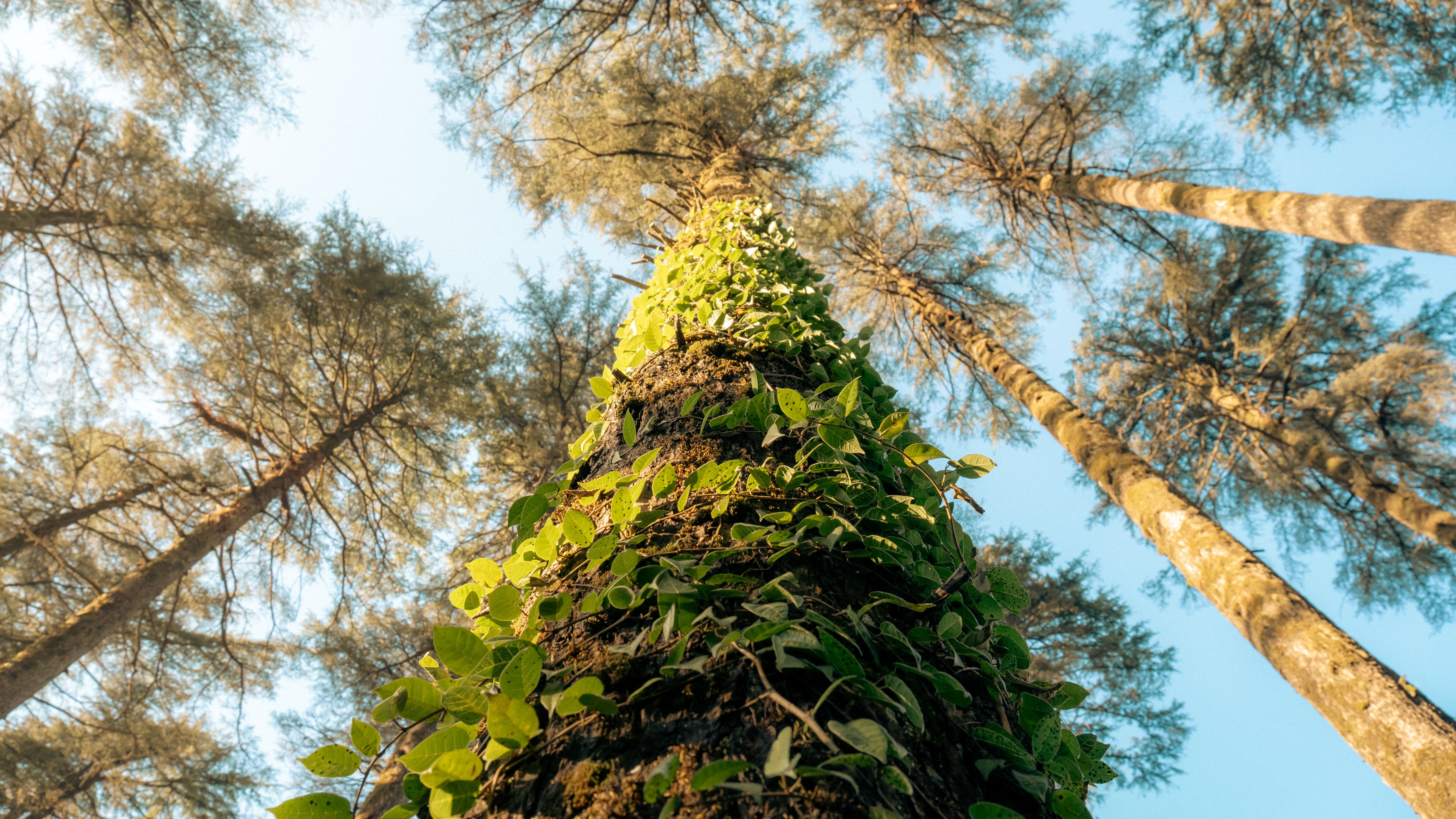 Majestic Trees Covered in Green Vines in Dhanaulti · Free Stock Photo