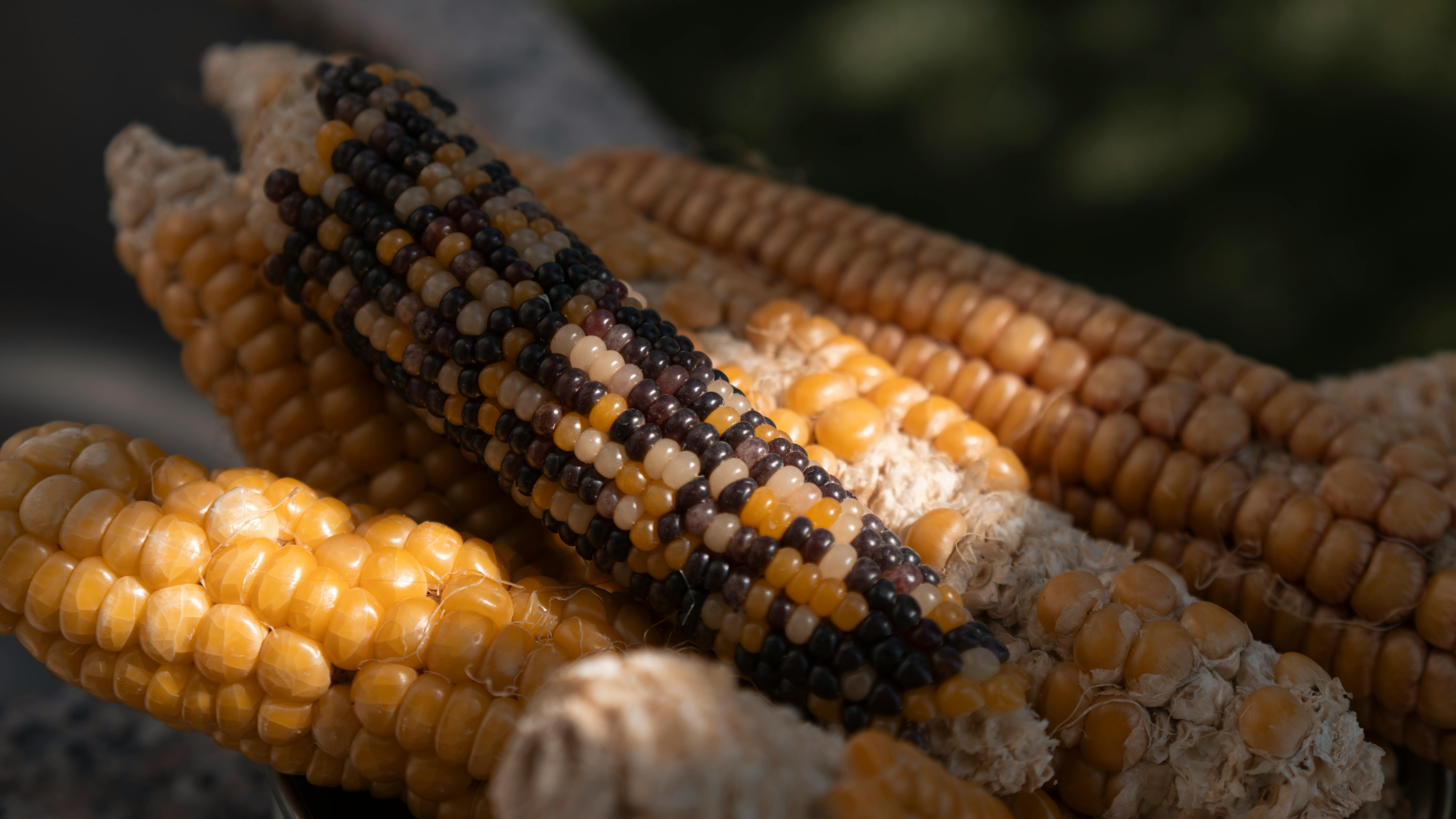 Colored Corn Photos, Download The BEST Free Colored Corn Stock Photos ...