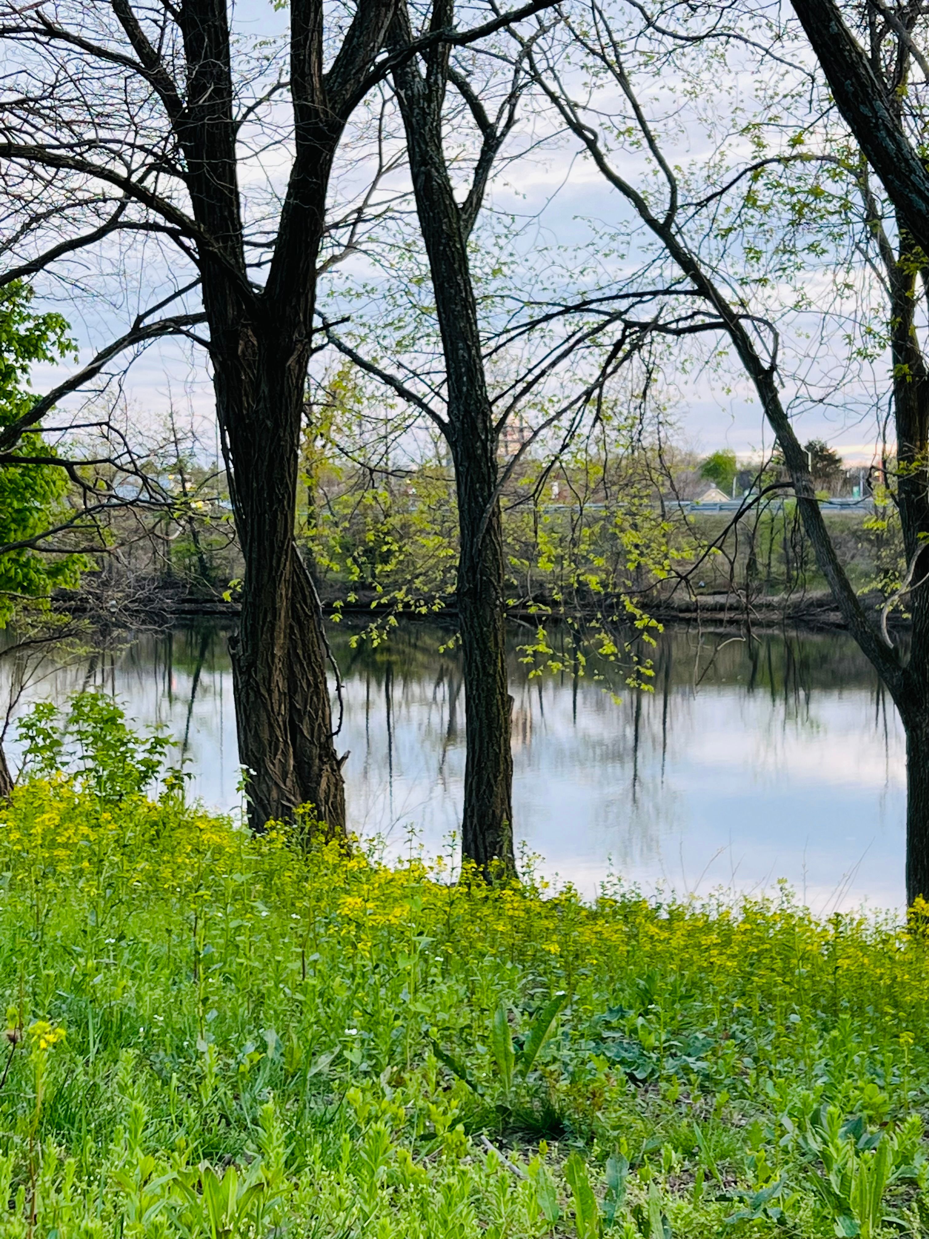 Serene Riverside Landscape in Spring · Free Stock Photo