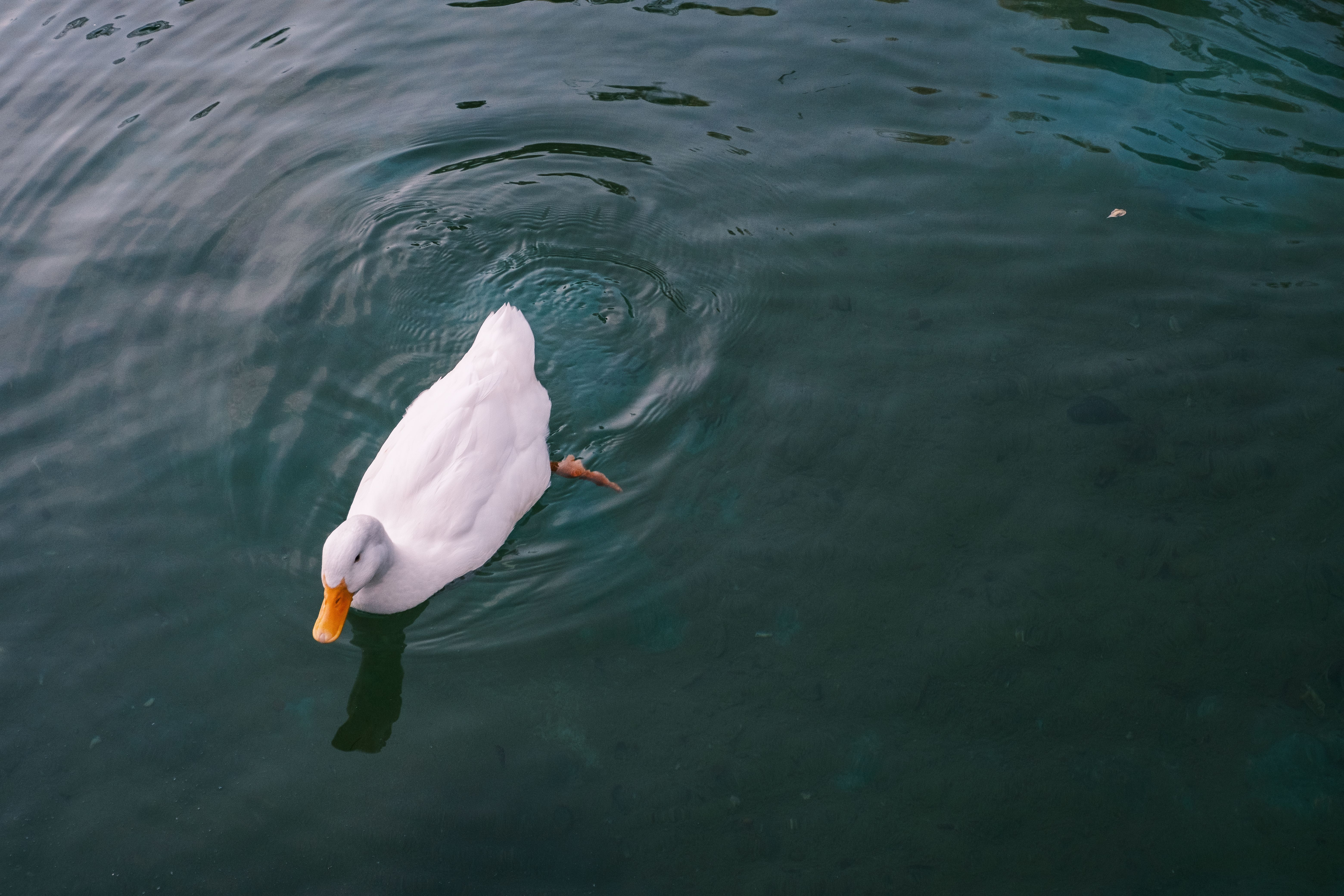 Pato Blanco Nadando En Aguas Tranquilas En Estambul · Foto de stock ...