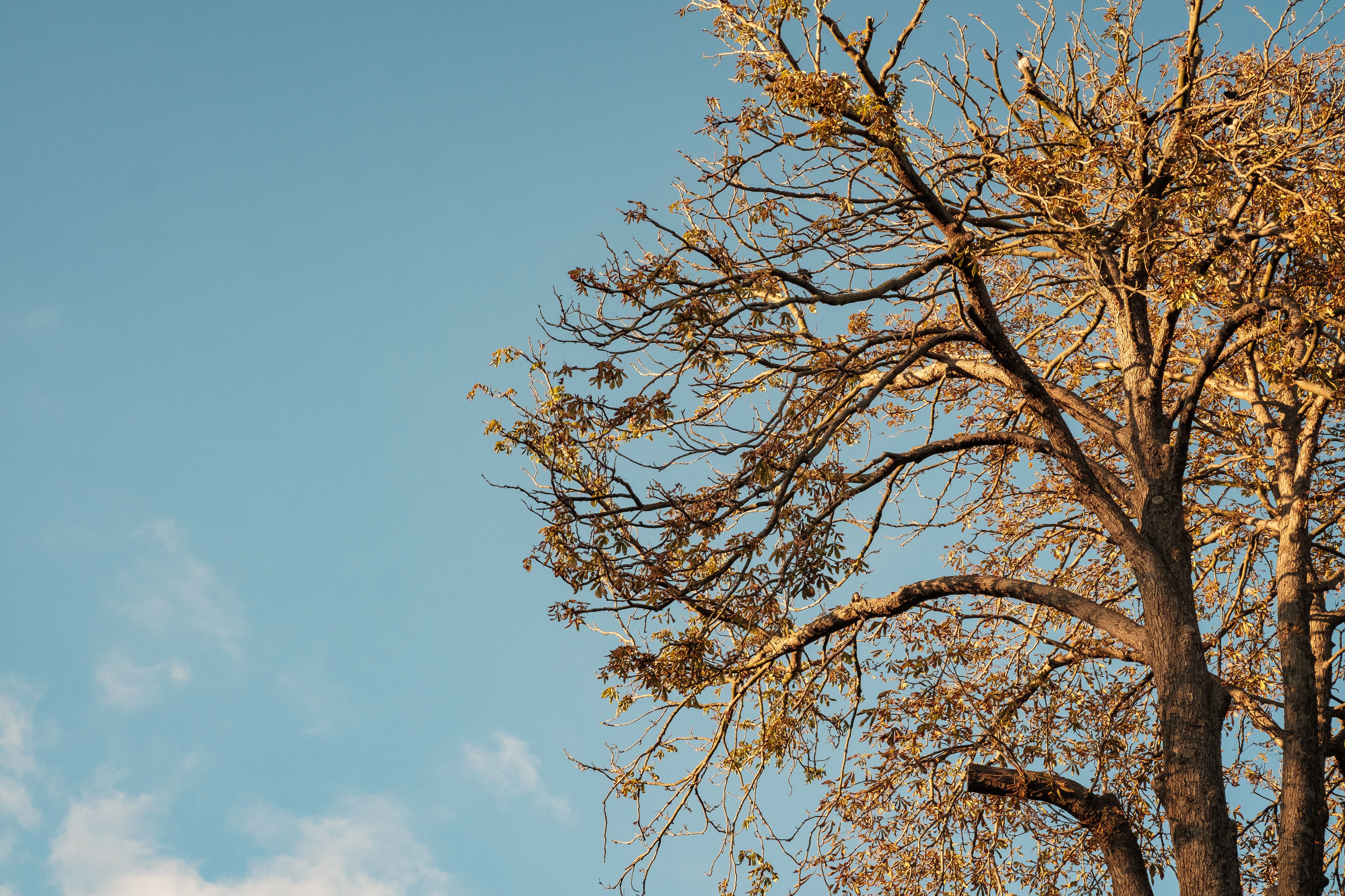 Barren Tree Against a Clear Blue Sky in Fall · Free Stock Photo