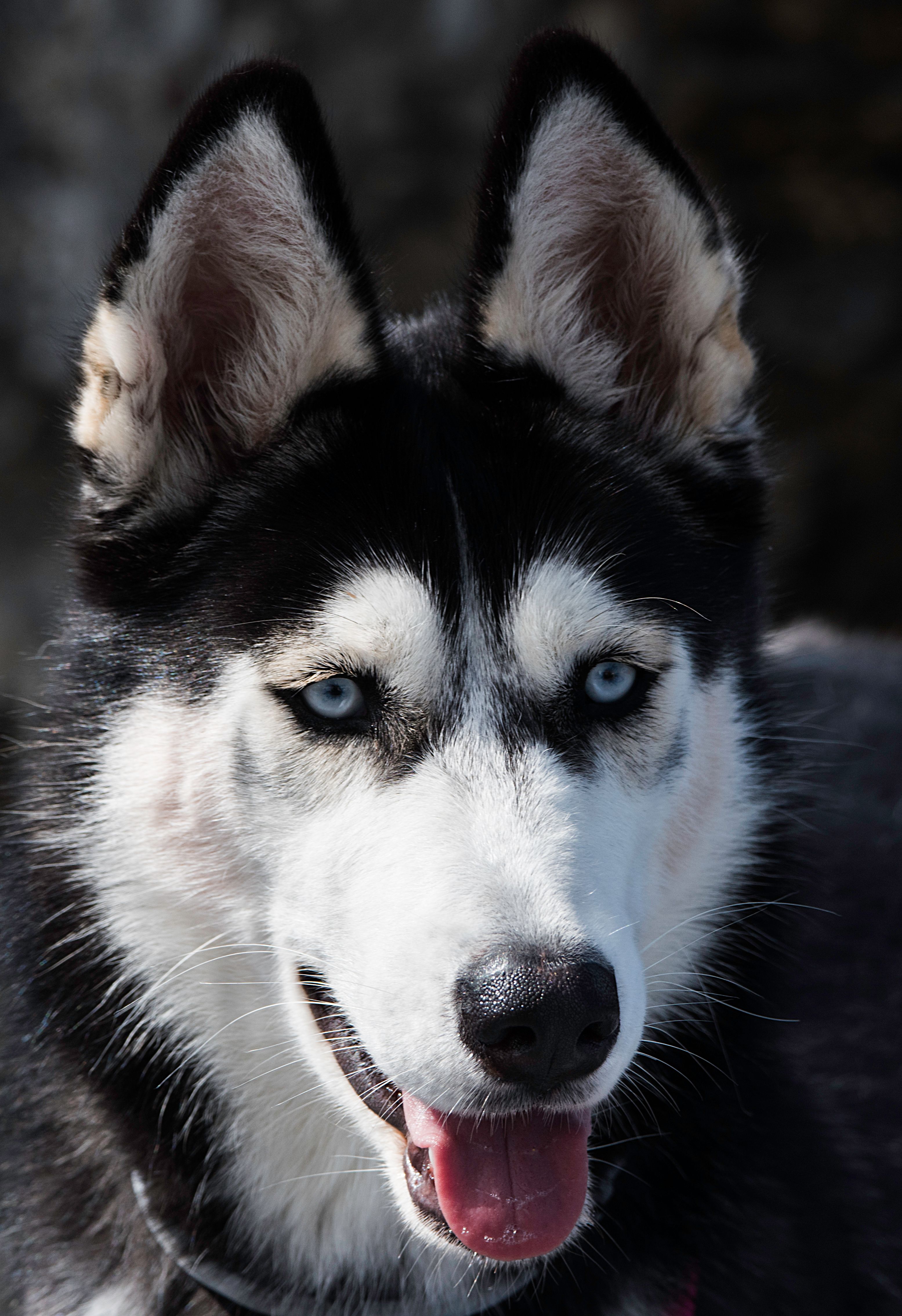 Siberian Husky in Natural Light Close-up · Free Stock Photo
