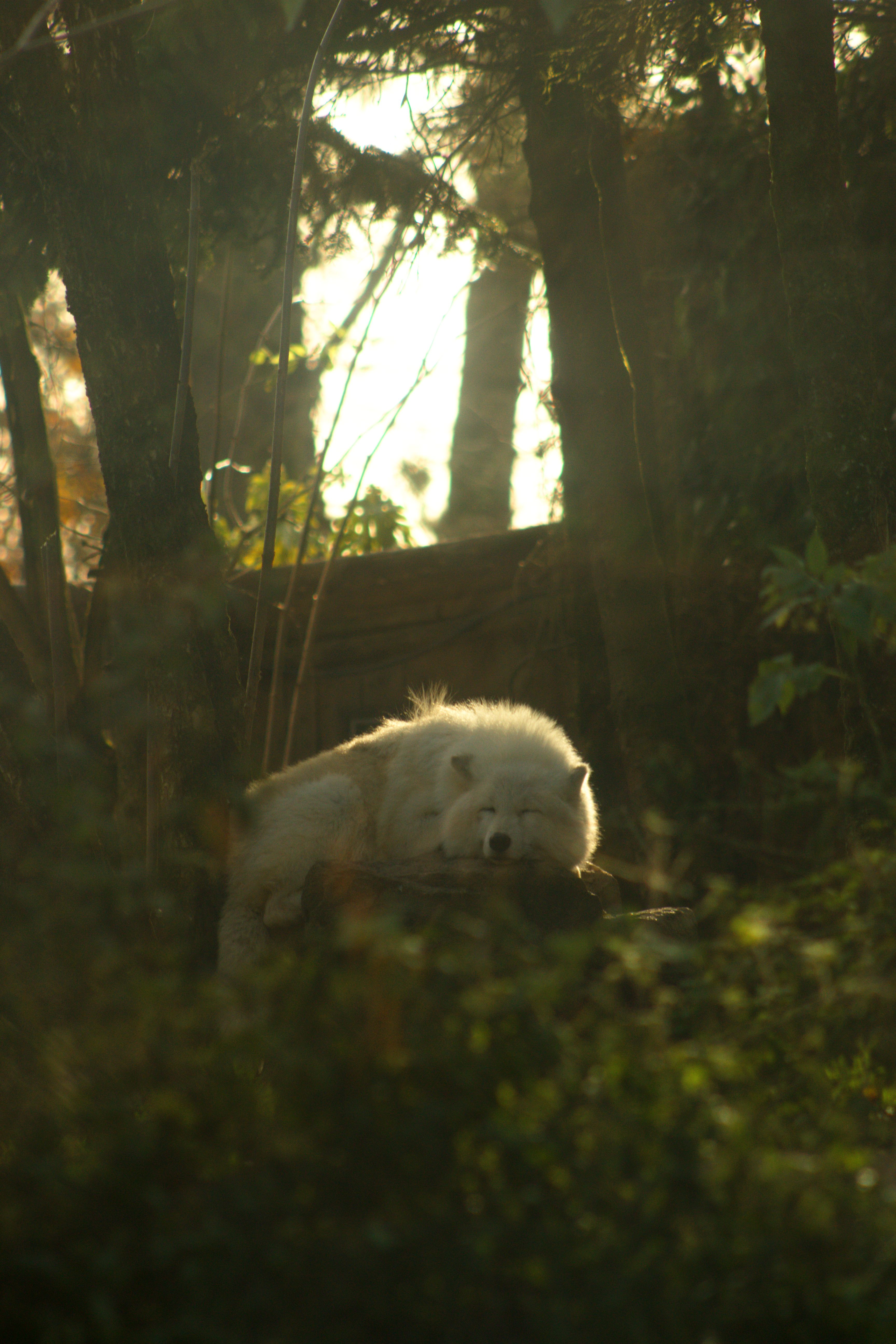 Peaceful Arctic Wolf Resting in Forest Clearing · Free Stock Photo