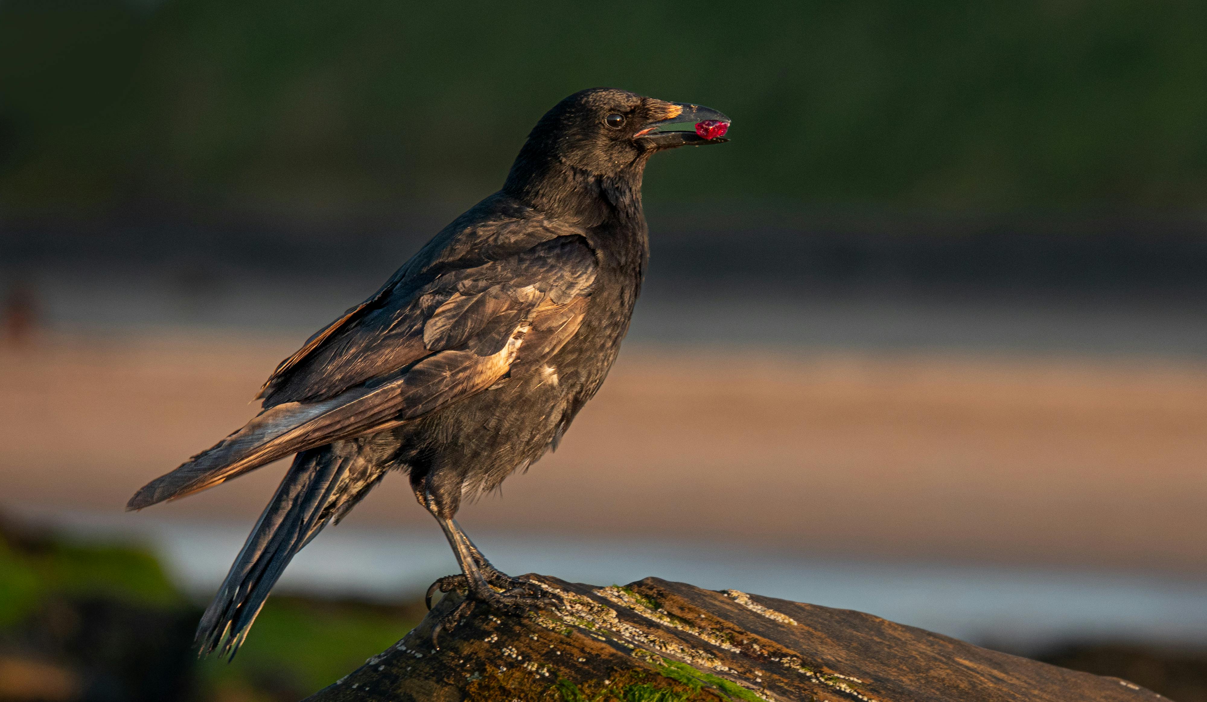Close-up of Crow with Berry on Trunk · Free Stock Photo