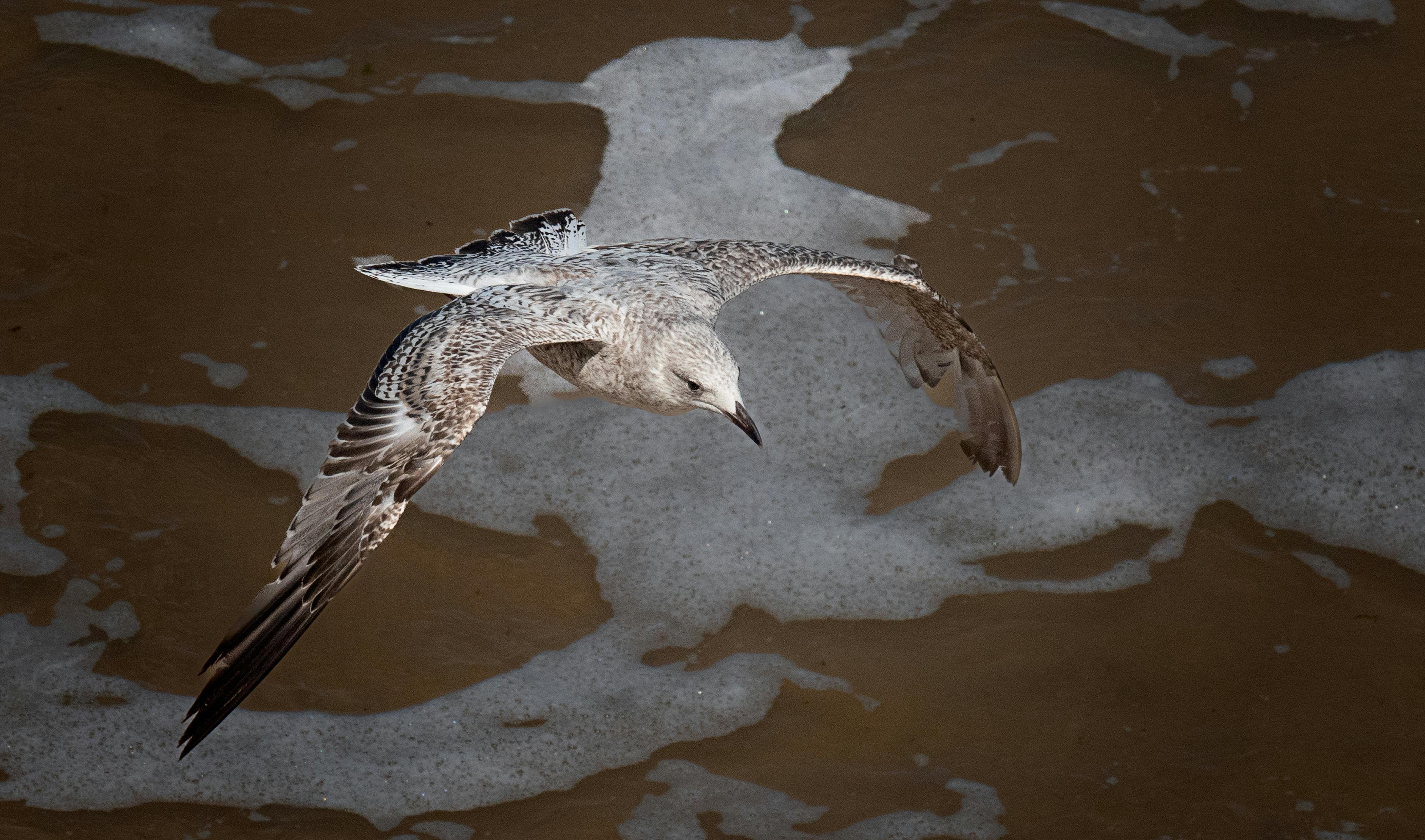 Majestic Seagull Flying Over Ocean Waves · Free Stock Photo