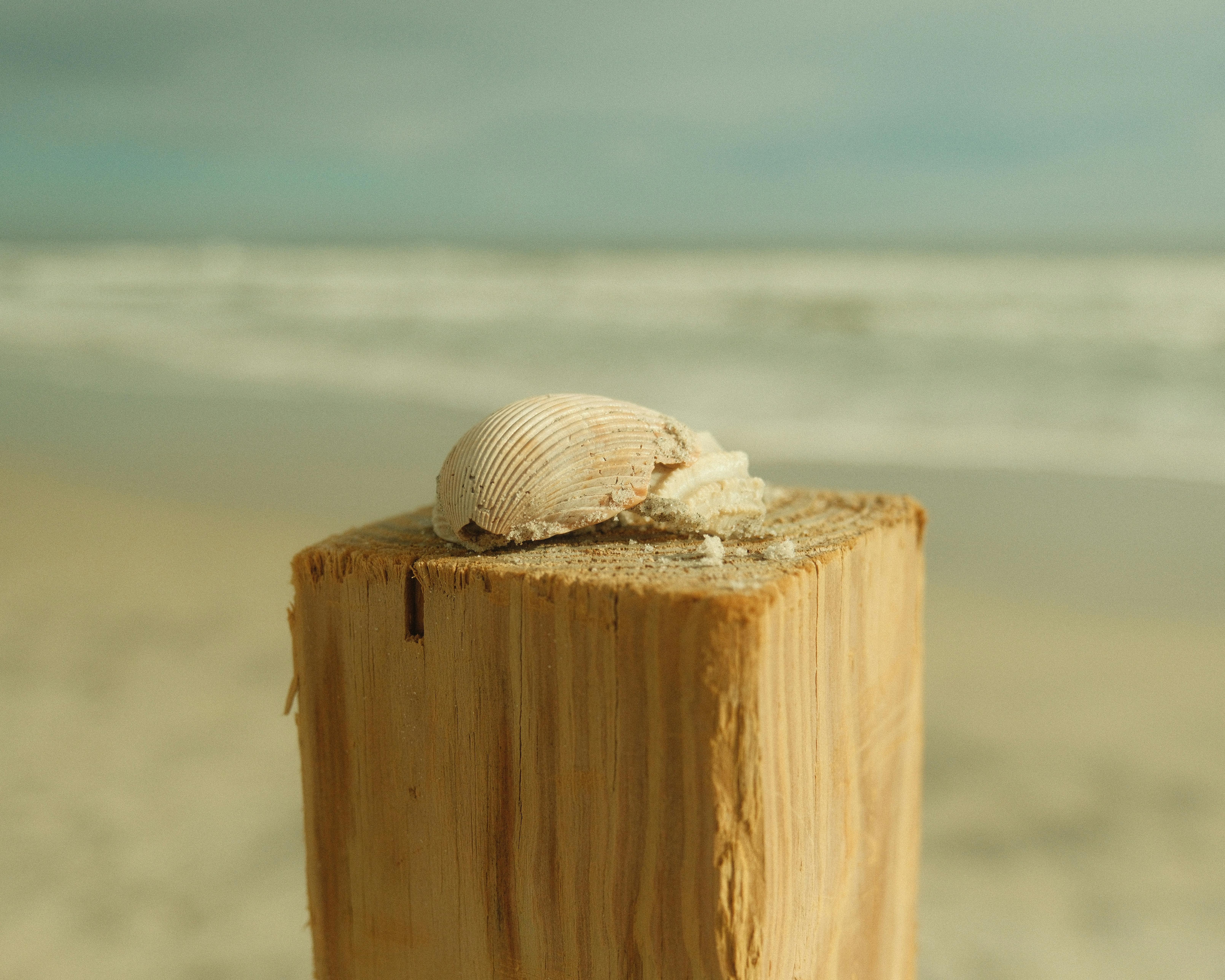 Seashell on Wooden Post by Ocean Beach · Free Stock Photo
