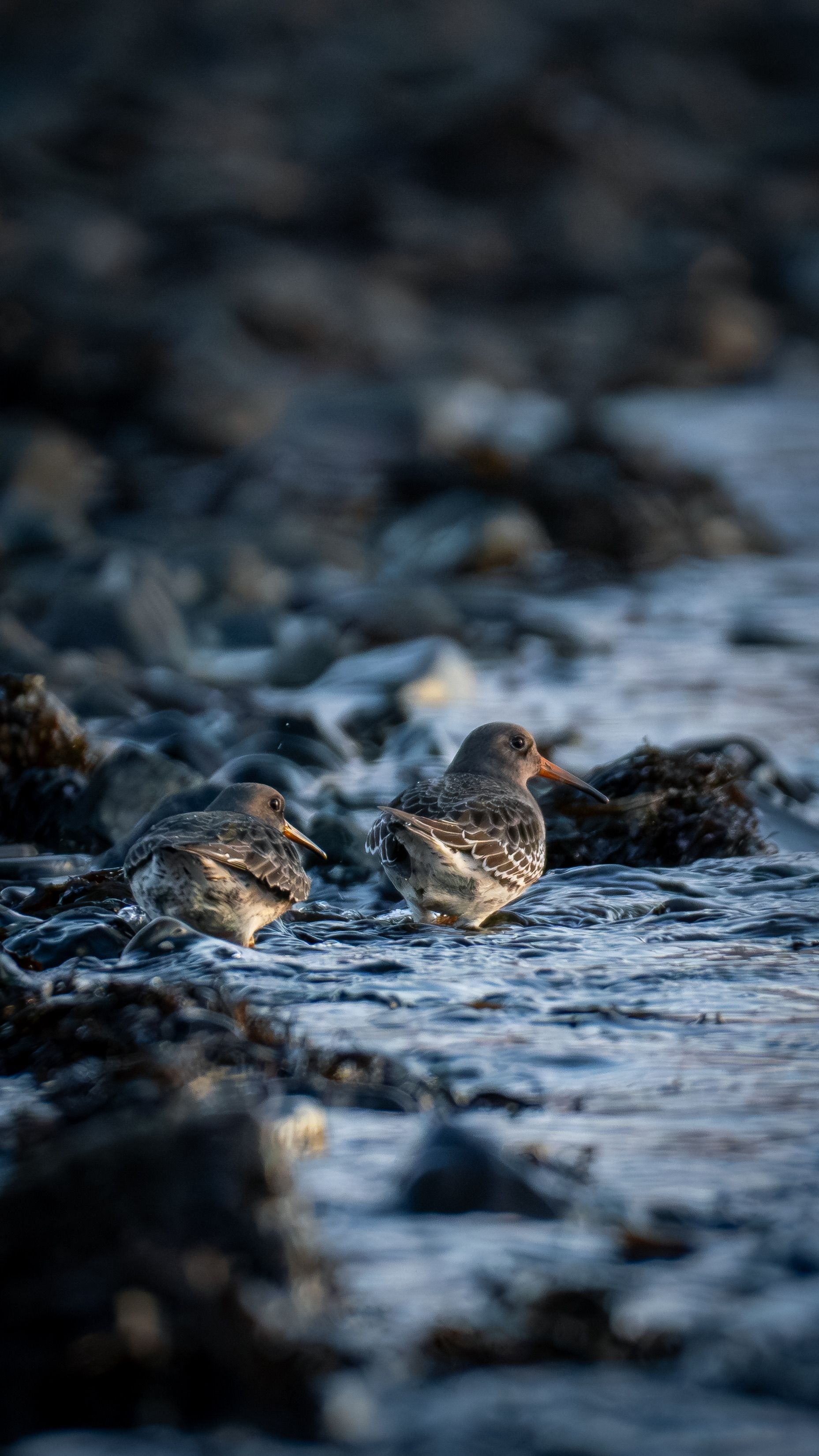 Peaceful Shoreline Birds in Natural Habitat · Free Stock Photo
