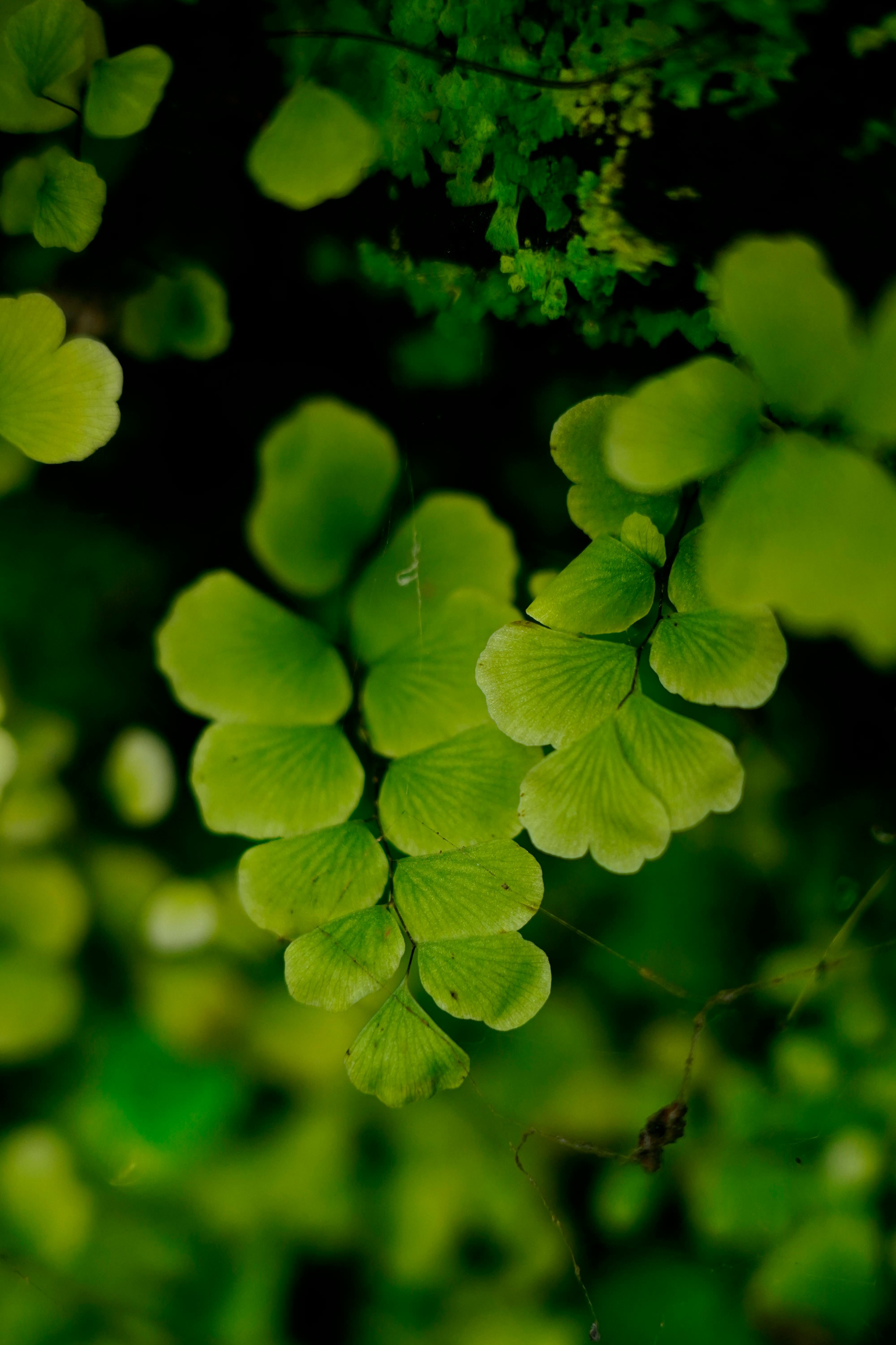 Wilderness Texture Photos, Download The BEST Free Wilderness Texture ...