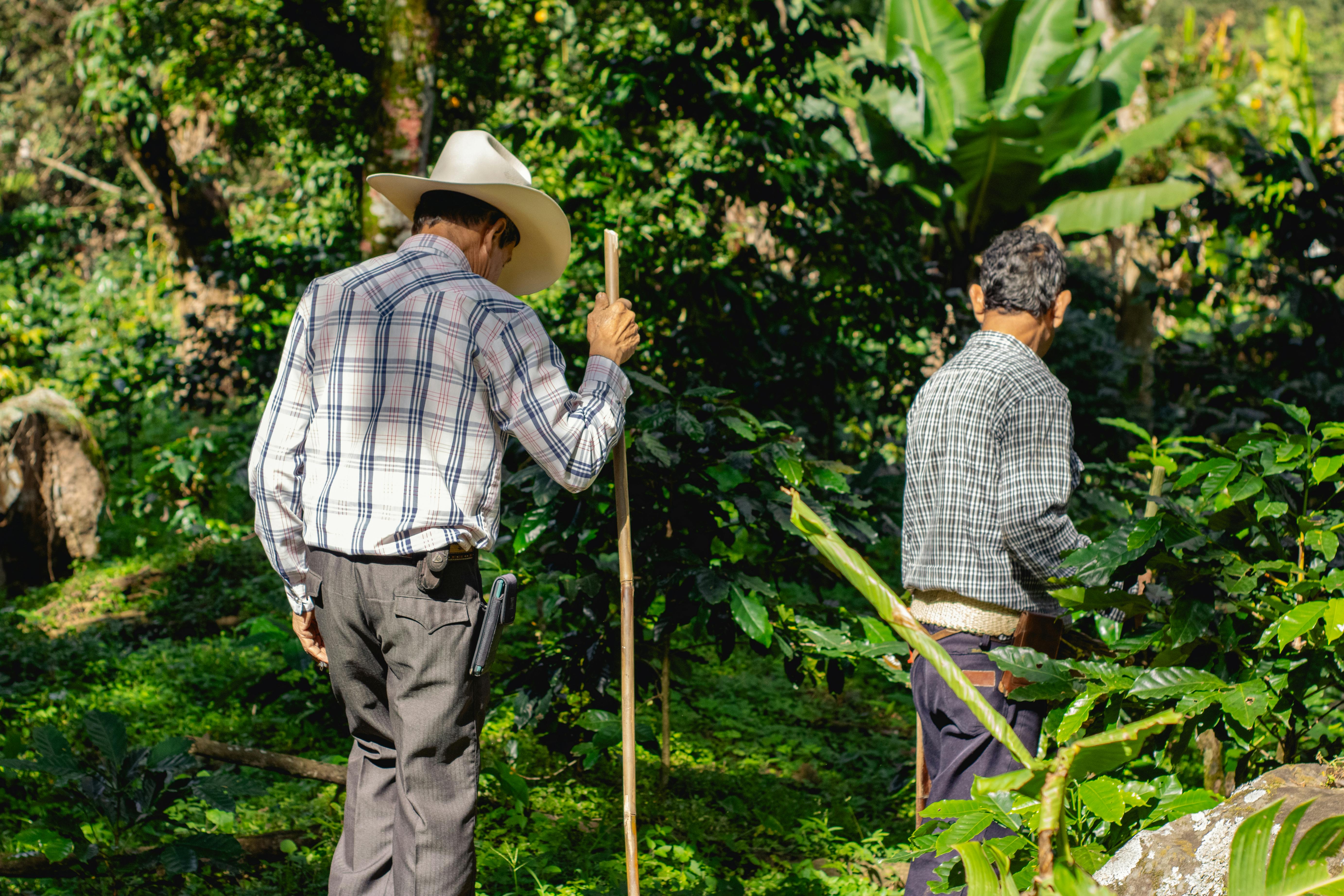 Petani Bekerja Di Perkebunan Kopi Hijau Yang Subur · Foto Stok Gratis