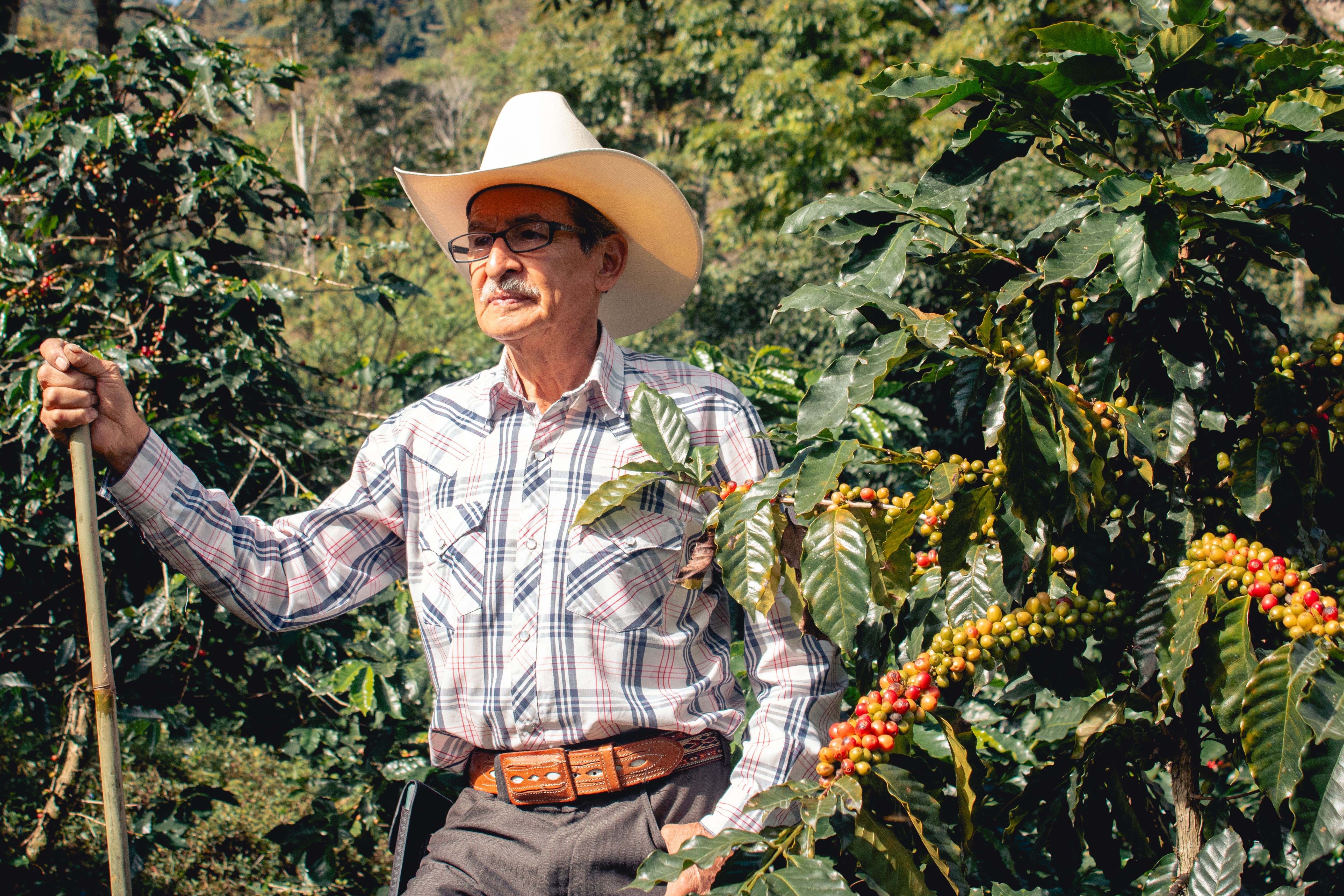 Hand Picked Coffee Photos, Download The BEST Free Hand Picked Coffee ...