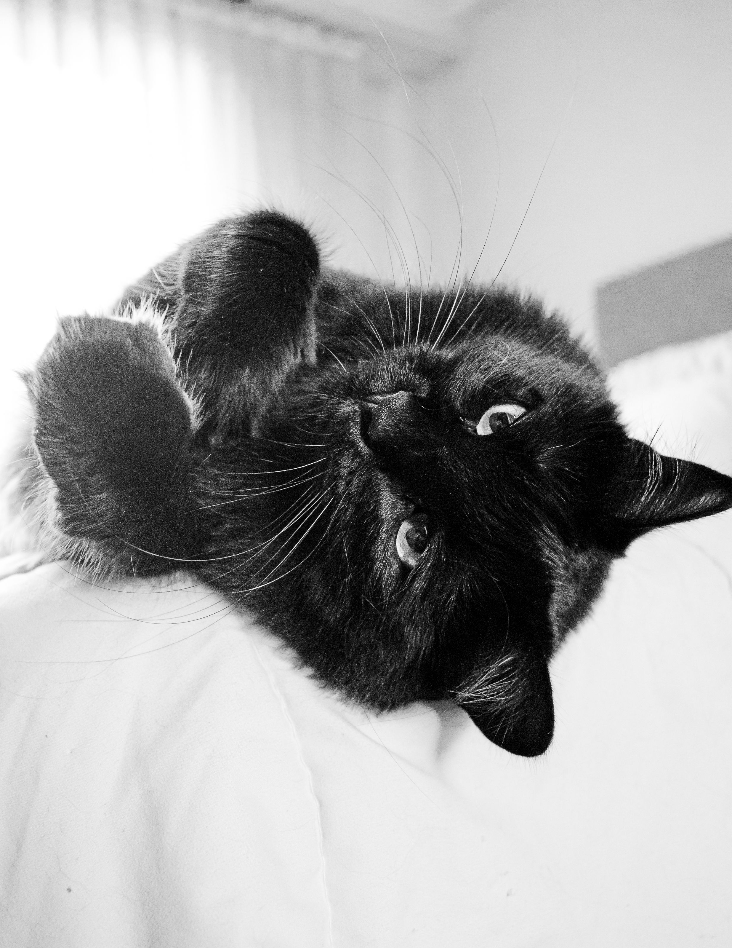 Charming Black Cat in Monochrome Relaxing Indoors · Free Stock Photo