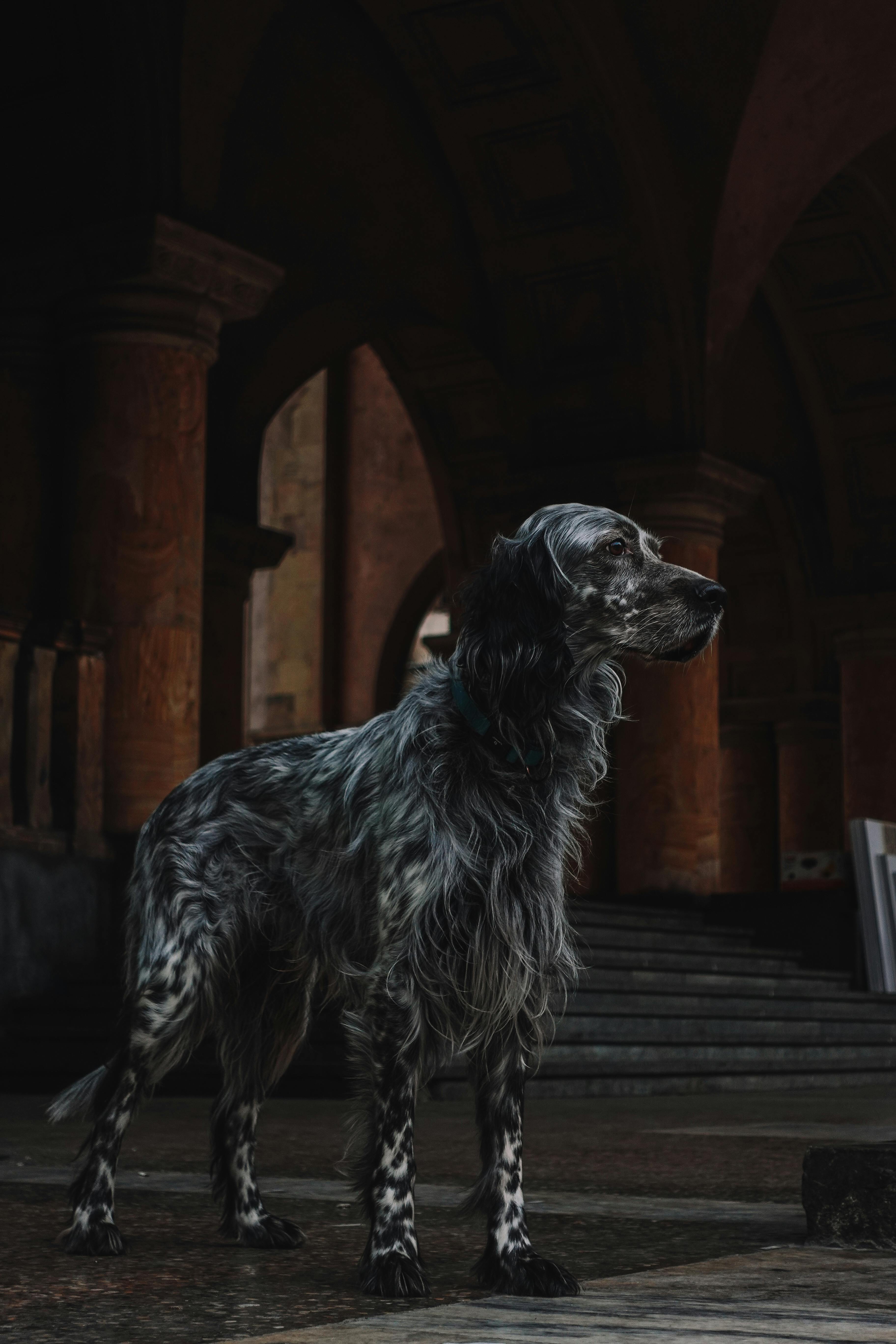 Funcy Background Photos, Download The BEST Free Funcy Background Stock ...