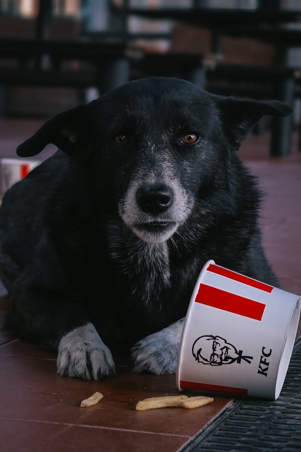 Kfc Photos, Download The BEST Free Kfc Stock Photos & HD Images