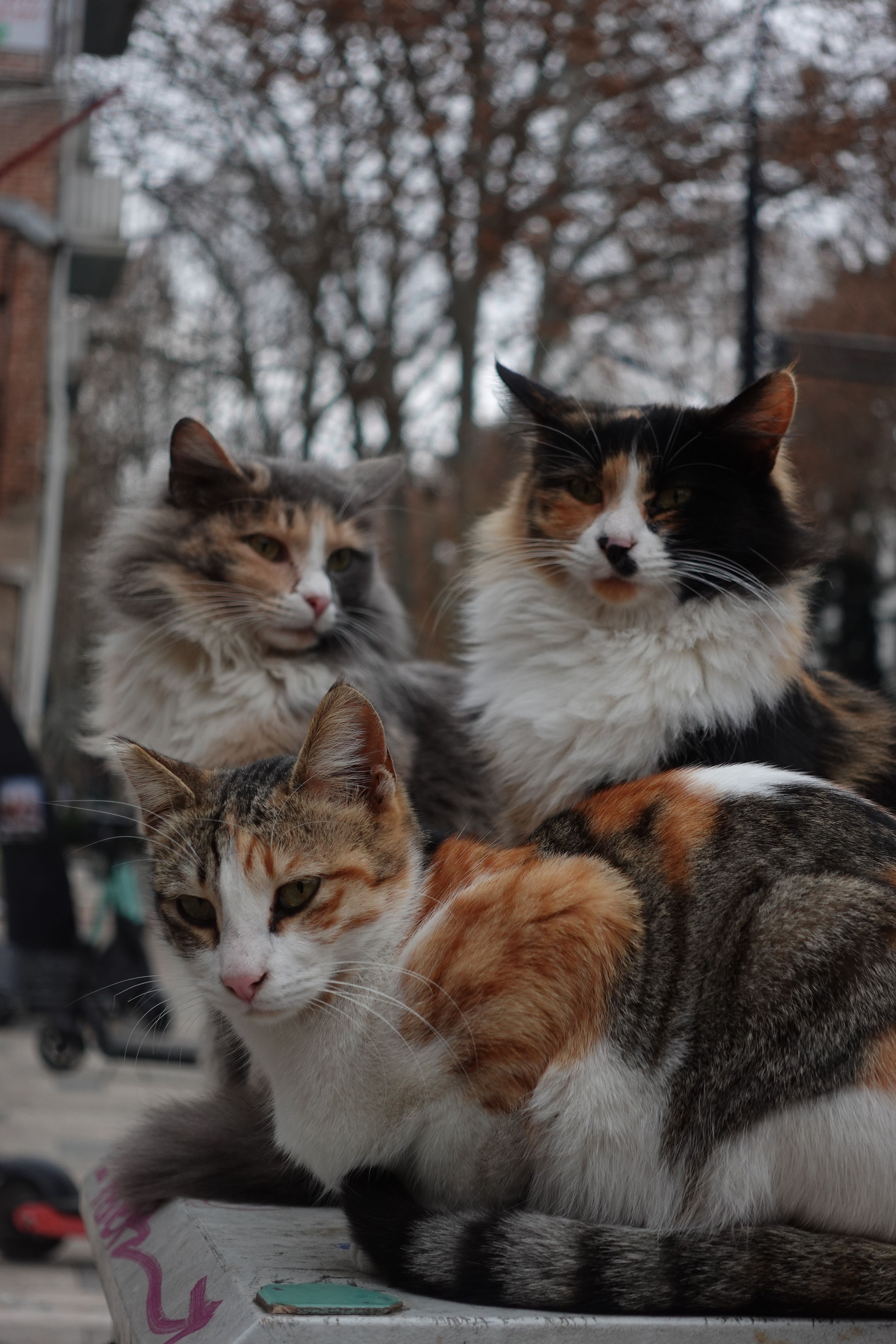 Monte De Cats Photos, Download The BEST Free Monte De Cats Stock Photos ...