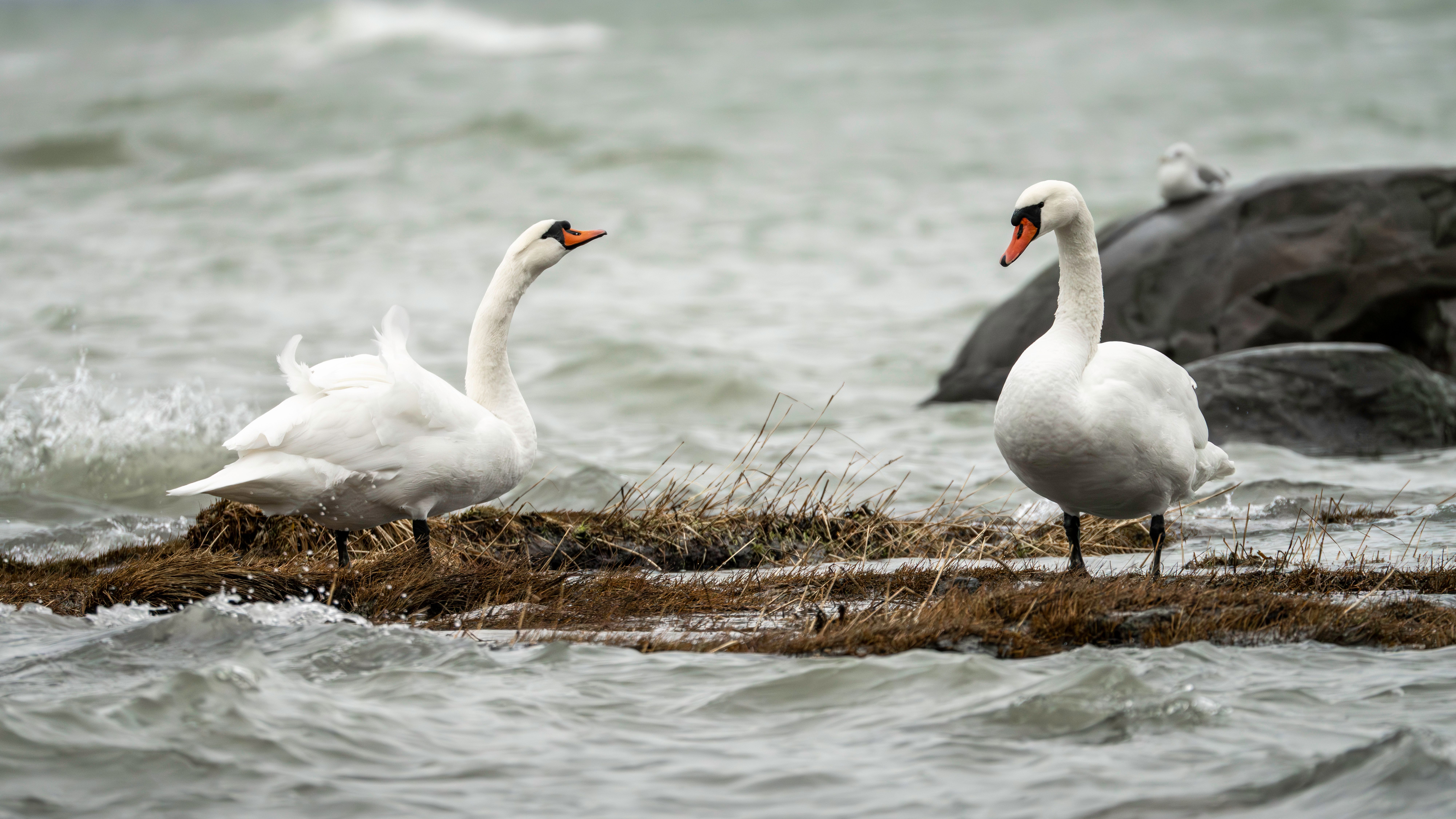 Two White Swans on a Rocky Lakeside · Free Stock Photo
