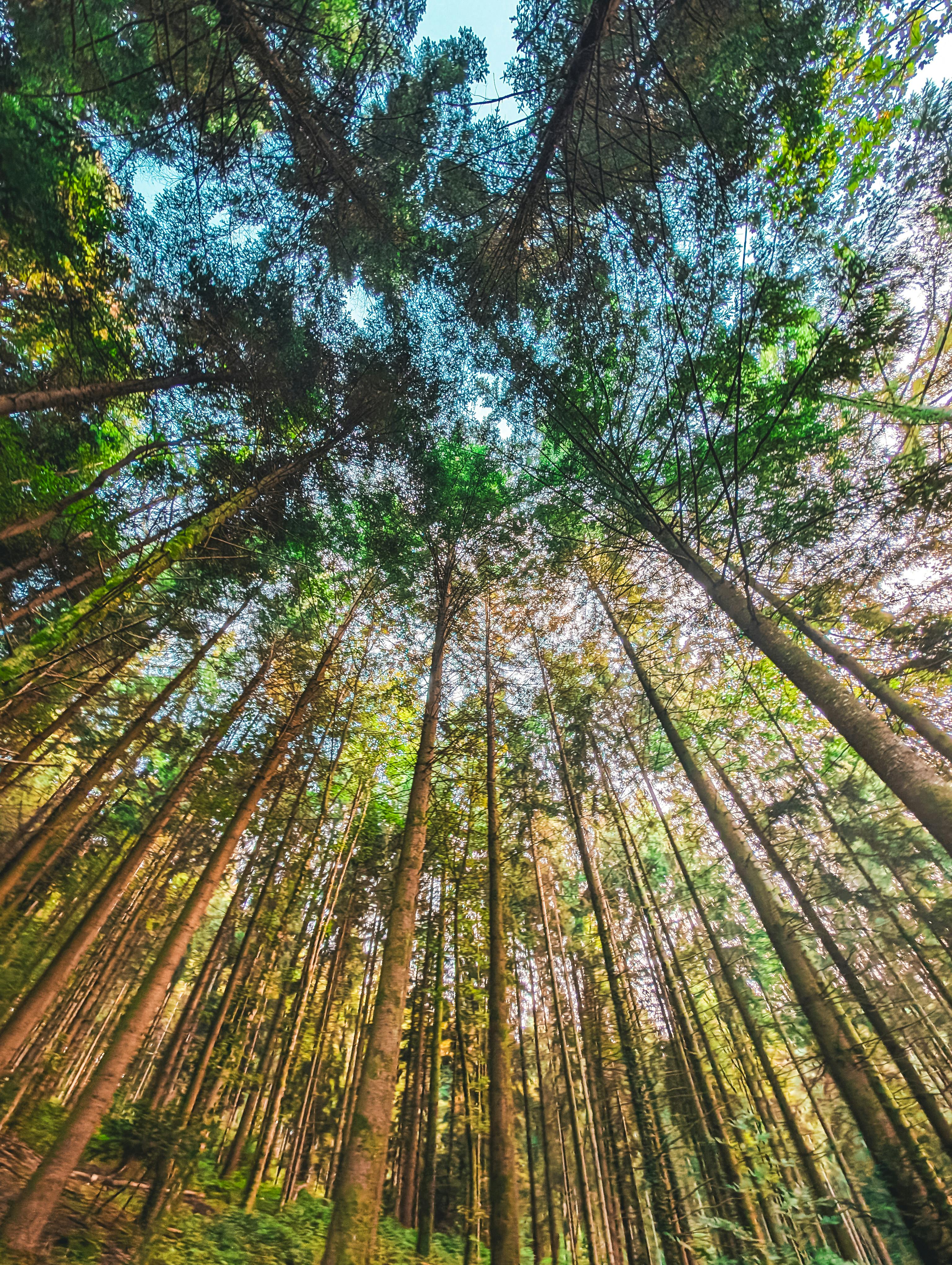 Stunning Forest Canopy View with Tall Trees · Free Stock Photo