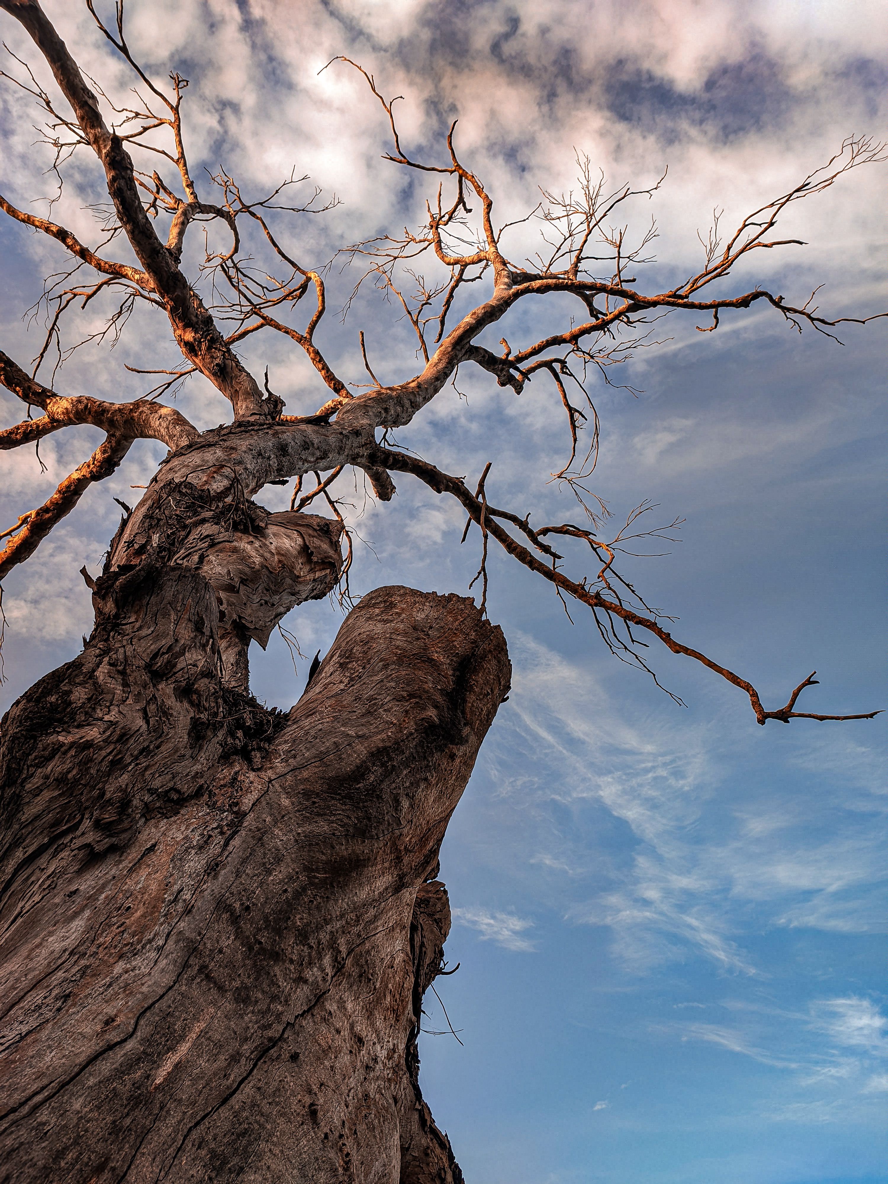 Dramatic Perspective of Ancient Tree Against Sky · Free Stock Photo