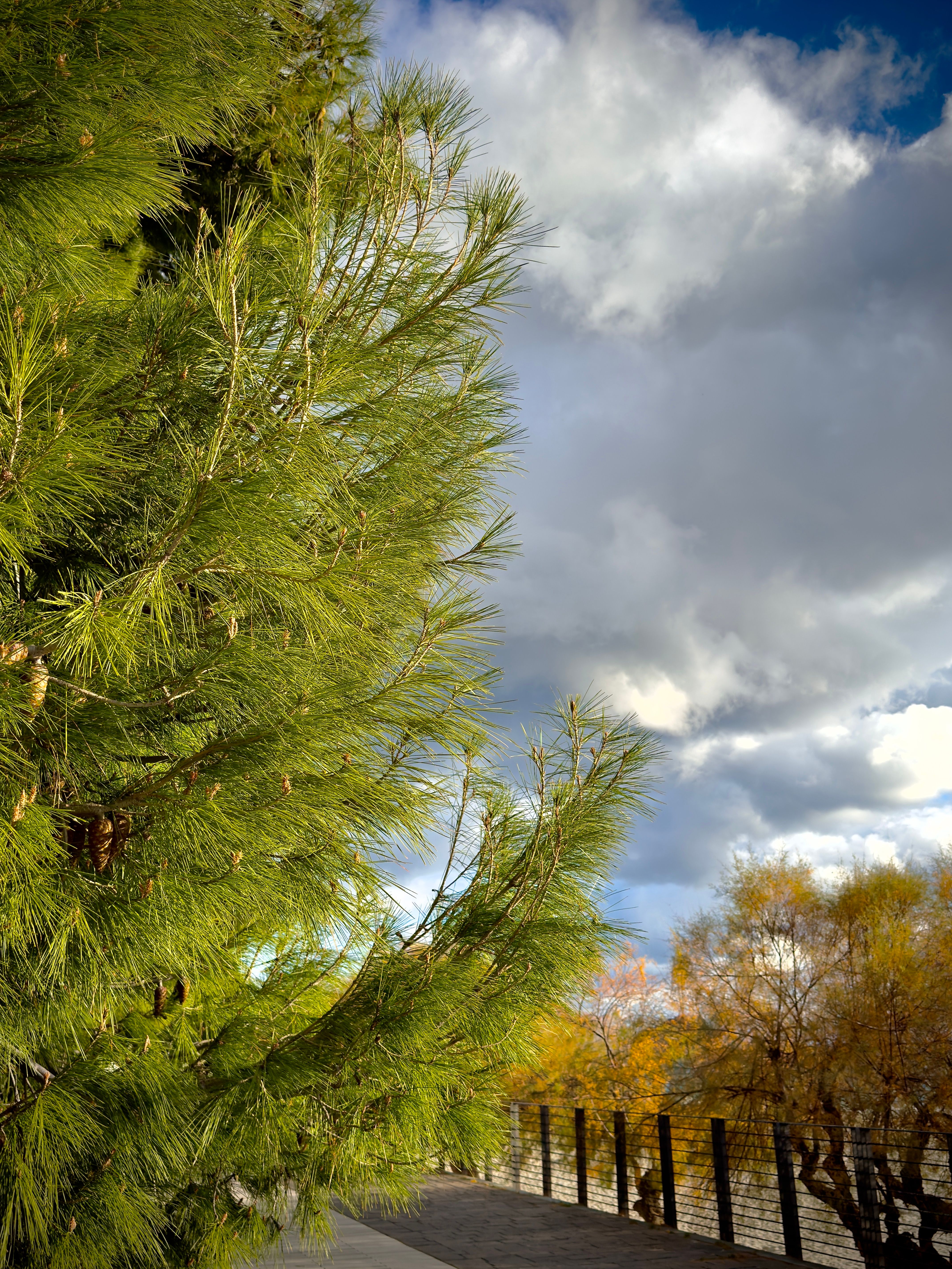 Scenic Fall Landscape with Pine Trees · Free Stock Photo
