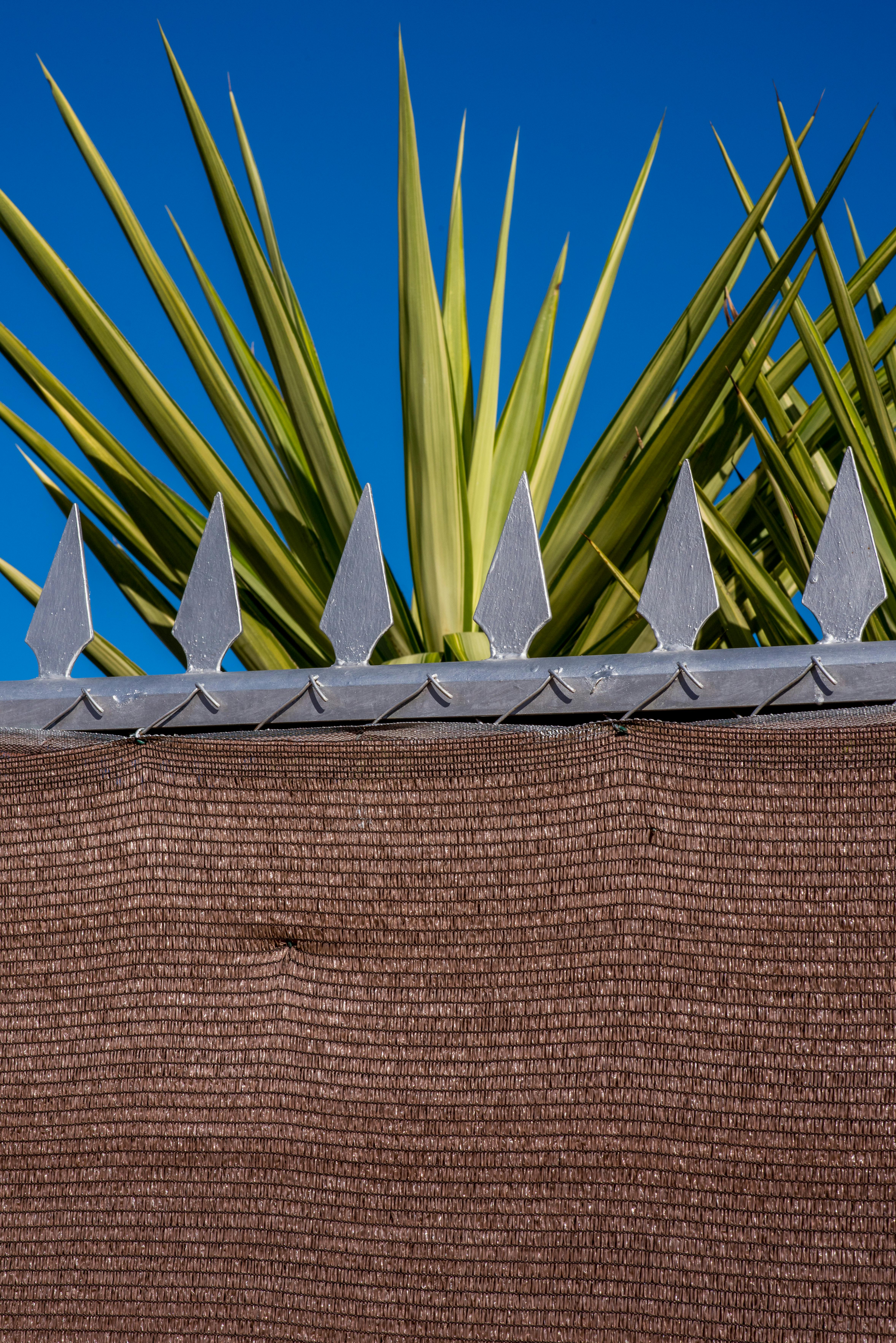 Spiked Fence with Tropical Plant on Blue Sky · Free Stock Photo