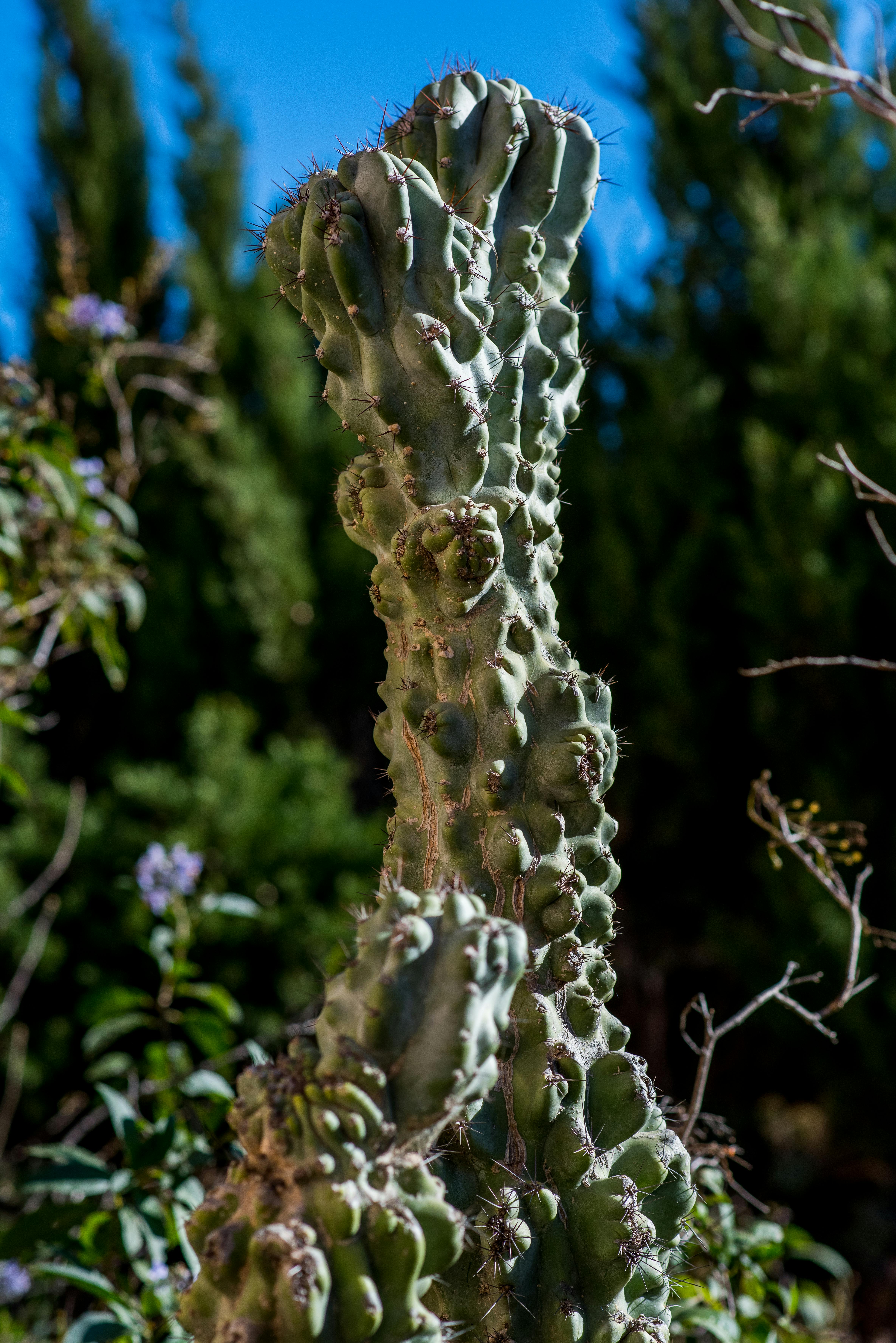 Foto de stock gratuita sobre al aire libre, alto, árido, biodiversidad ...