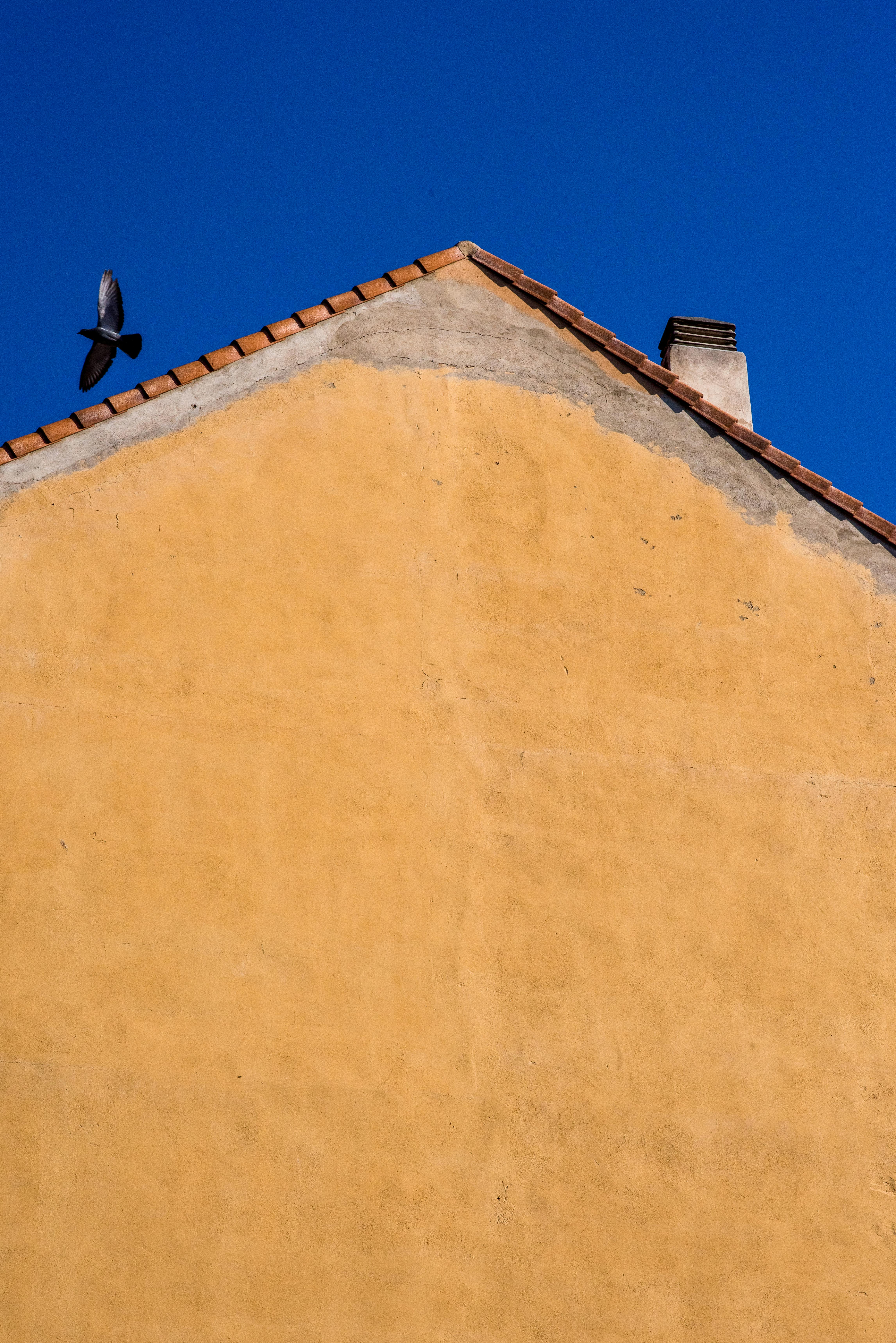 Pigeon Wall Photos, Download The BEST Free Pigeon Wall Stock Photos ...