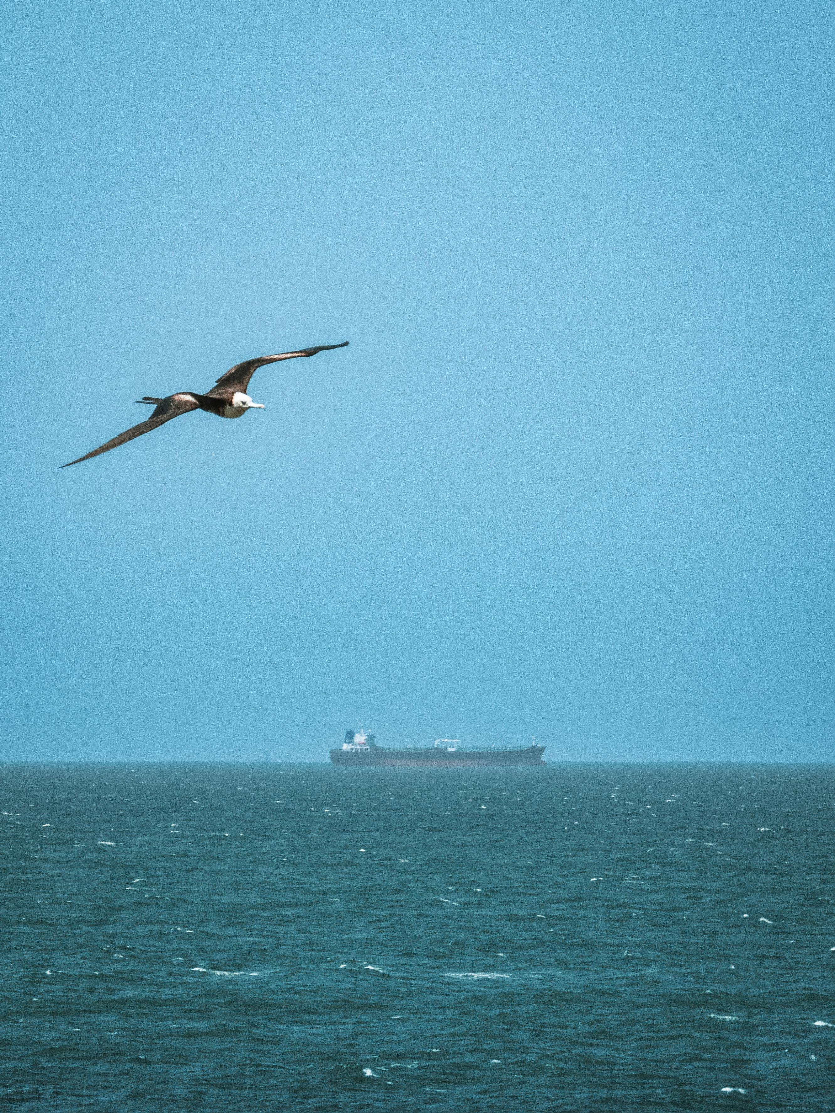 Majestic Albatross Soaring Over Rio's Ocean · Free Stock Photo