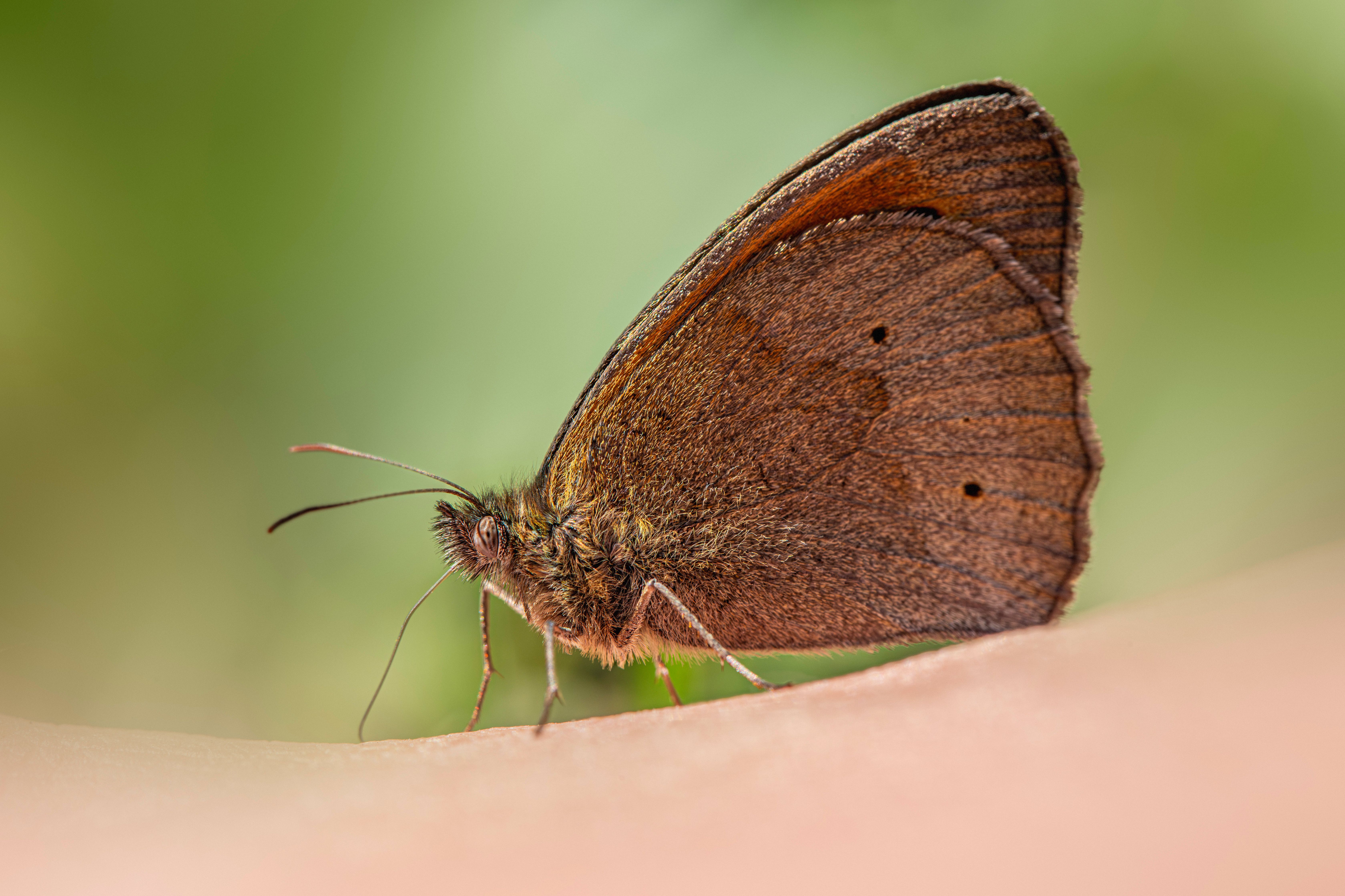 Close-up Photography of Gray Butterfly · Free Stock Photo