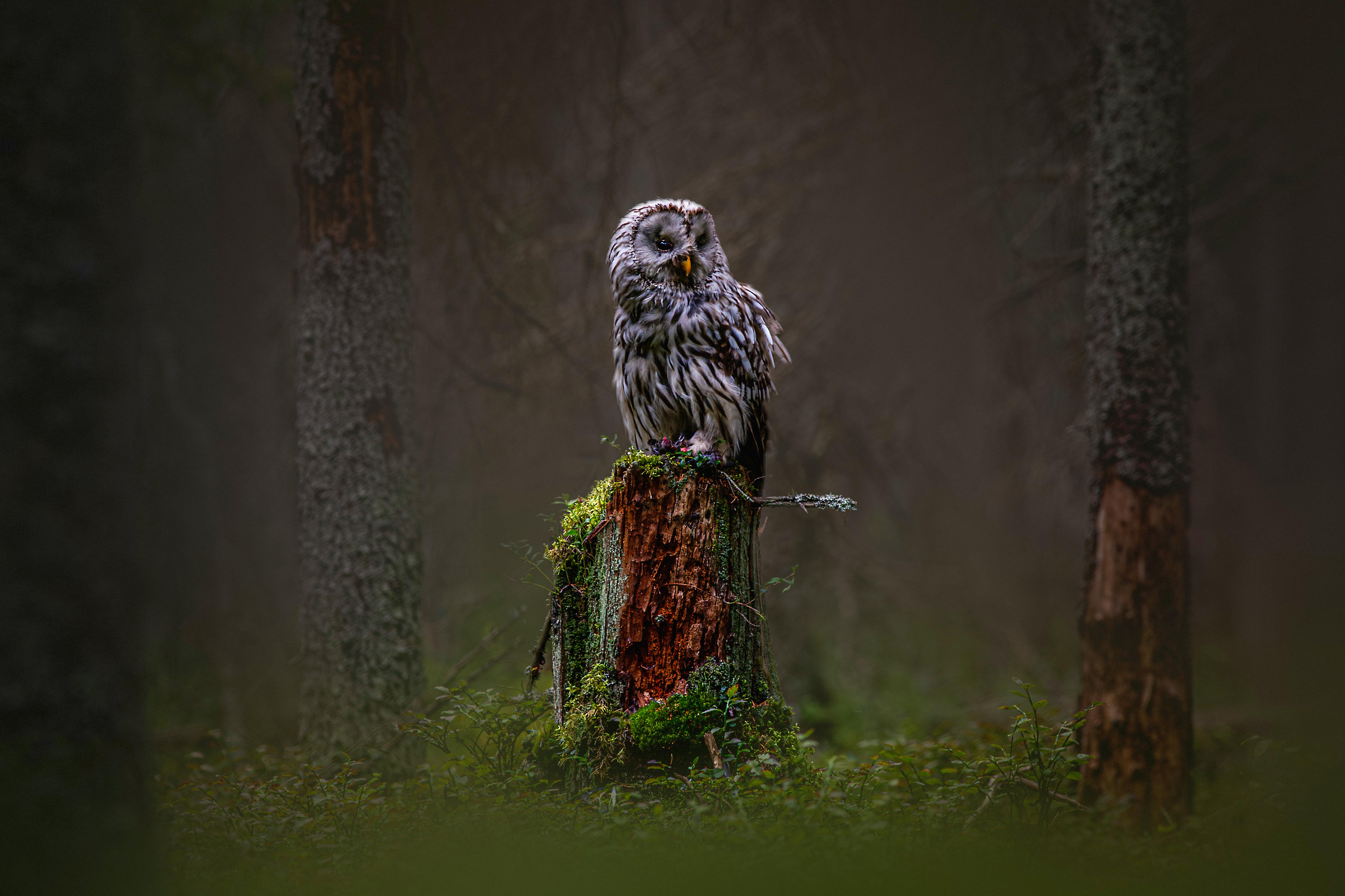 Majestuoso Búho Uralense Posado En Un Bosque Místico · Foto de stock ...