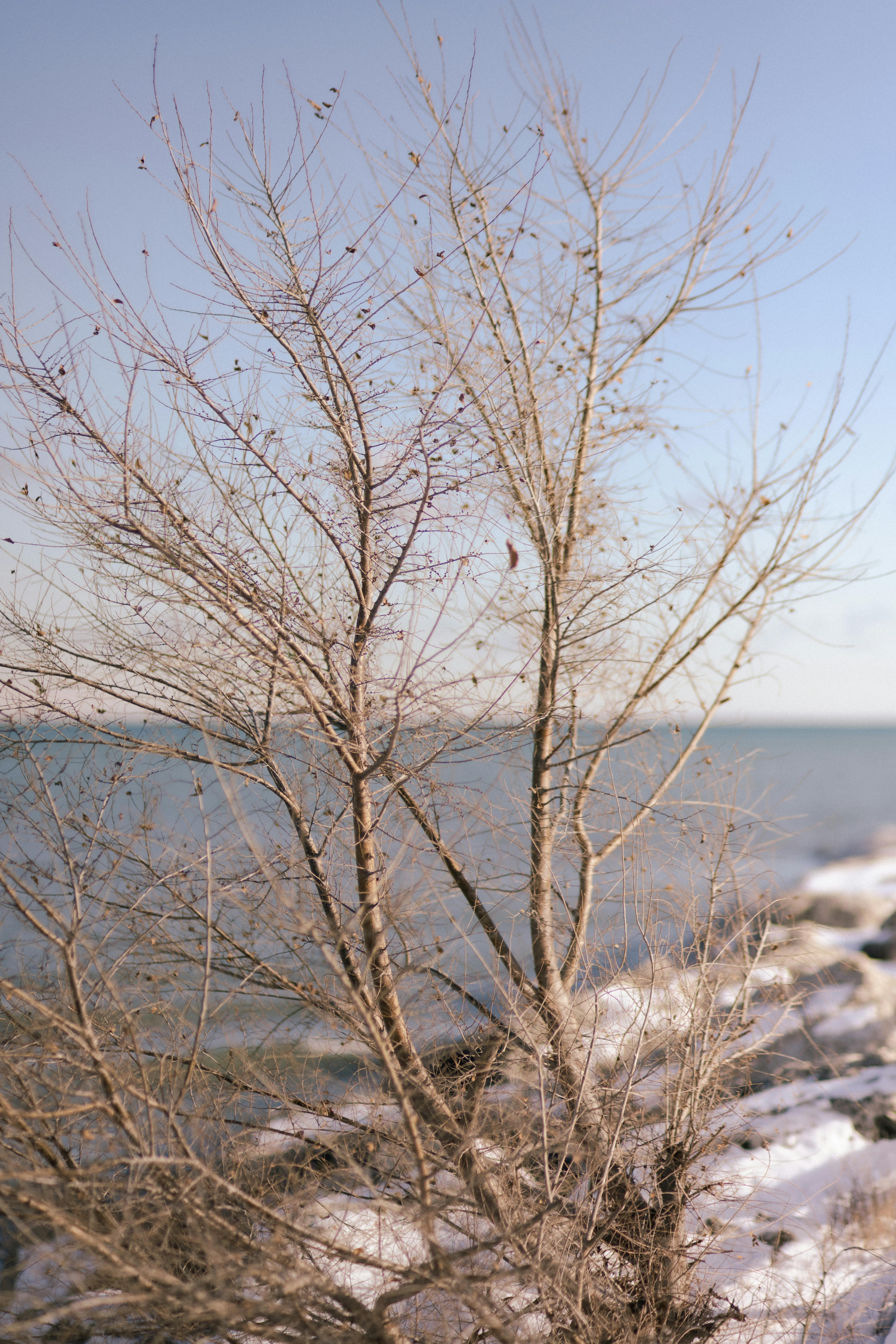 Bare Winter Tree by the Snowy Lakeside · Free Stock Photo