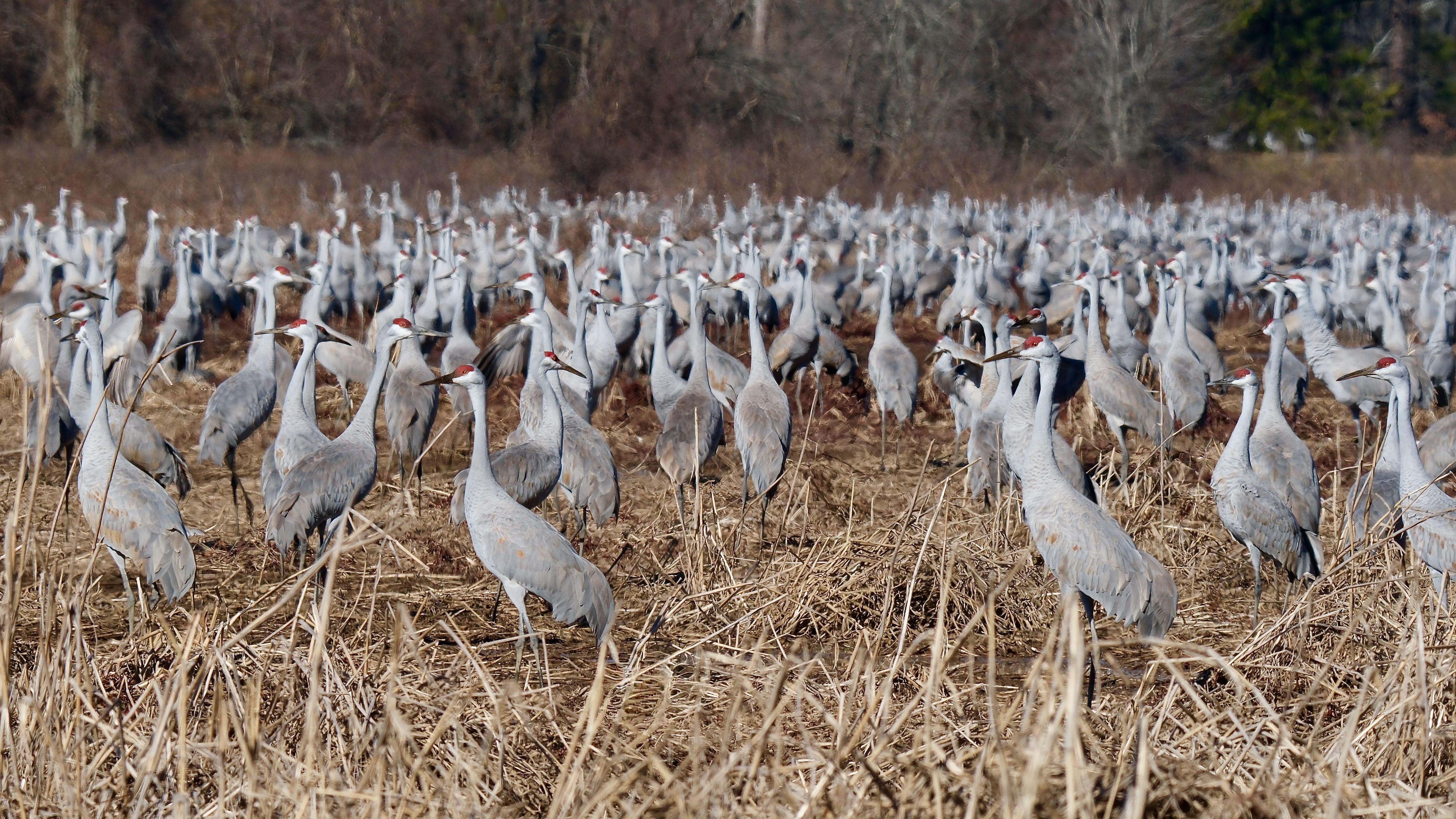 Large Flock of Sandhill Cranes in Alabama Field · Free Stock Photo