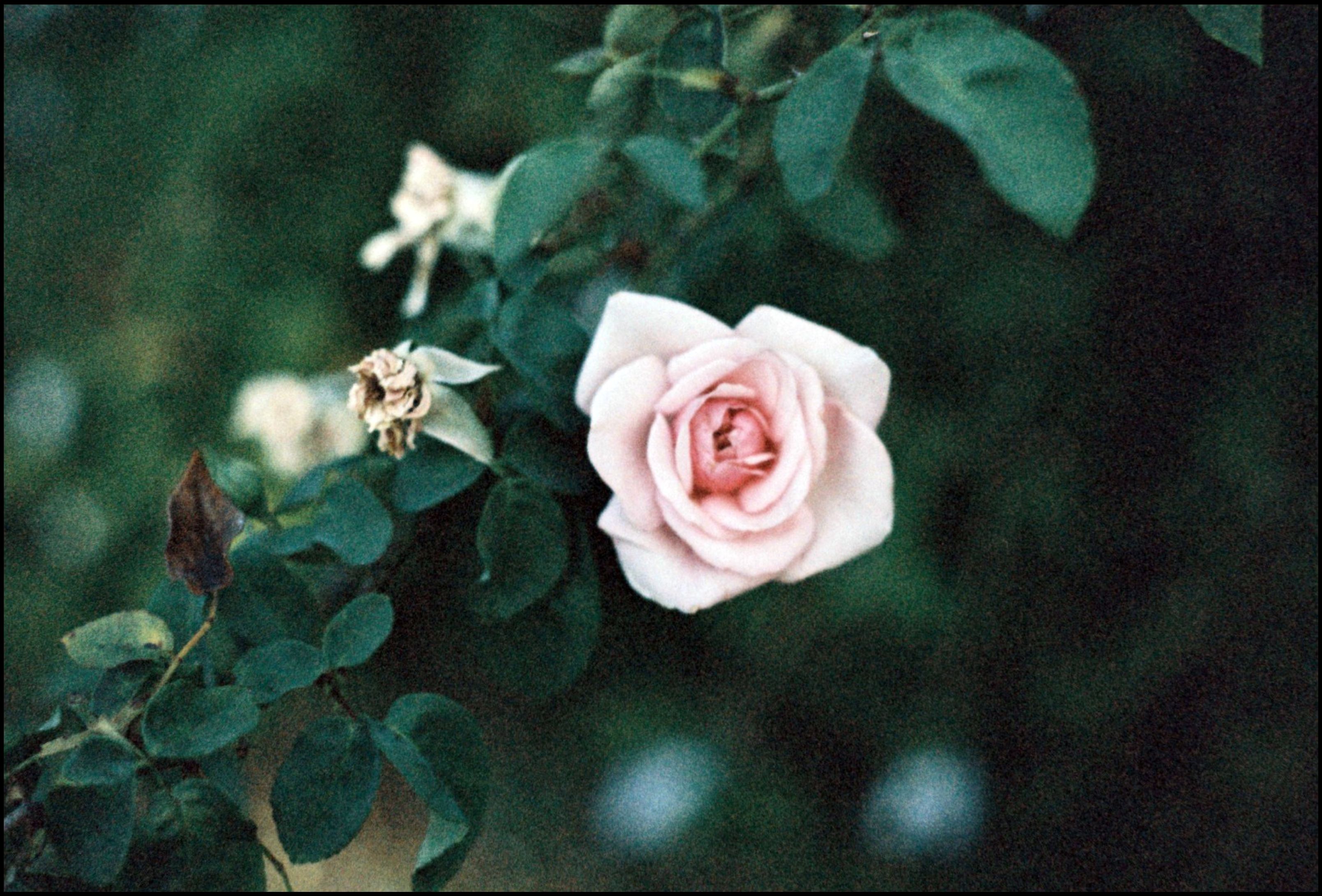 Vintage Pink Rose Bloom with Greenery · Free Stock Photo
