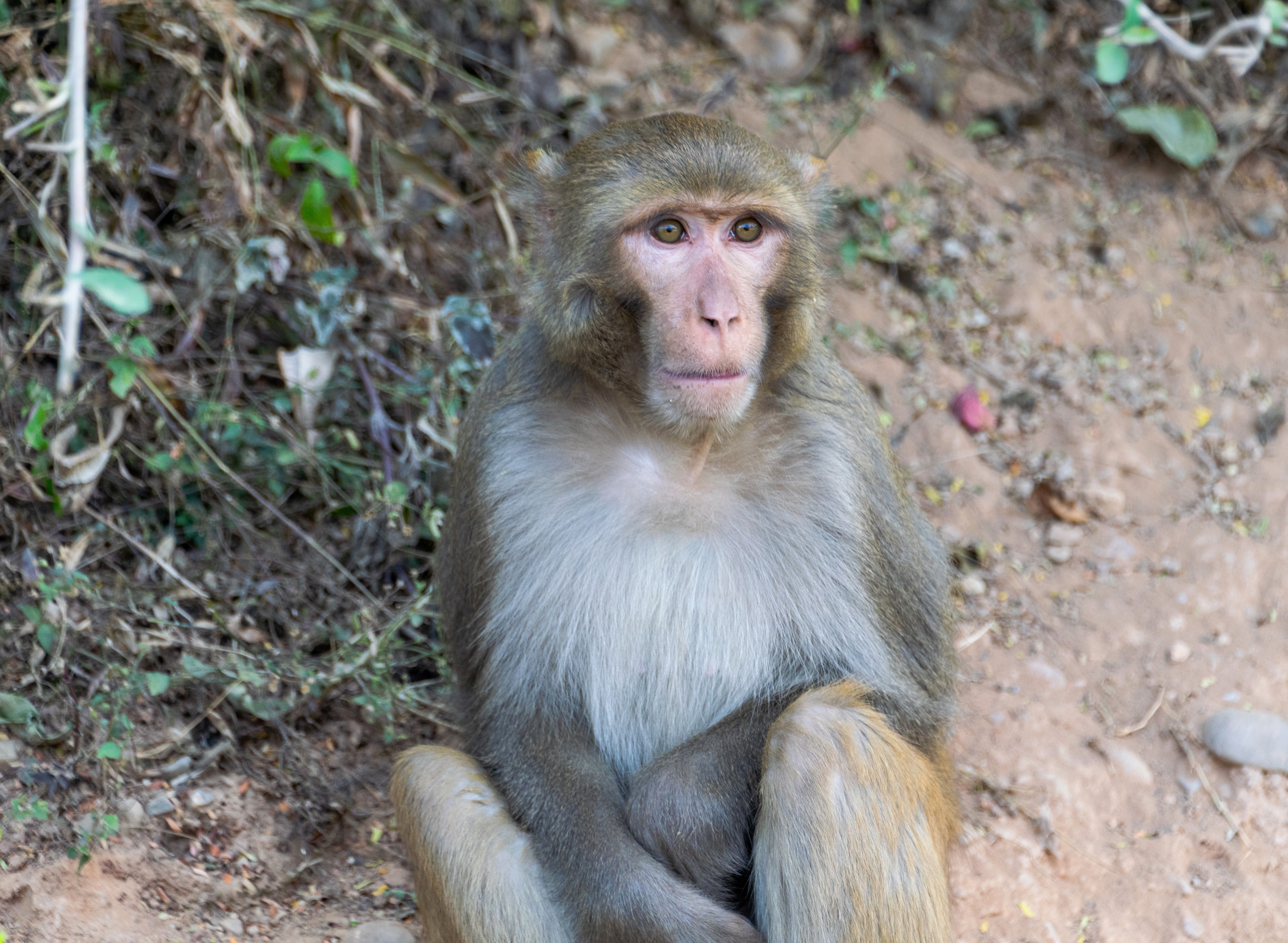 Rhesus Macaque Sitting in Natural Habitat · Free Stock Photo