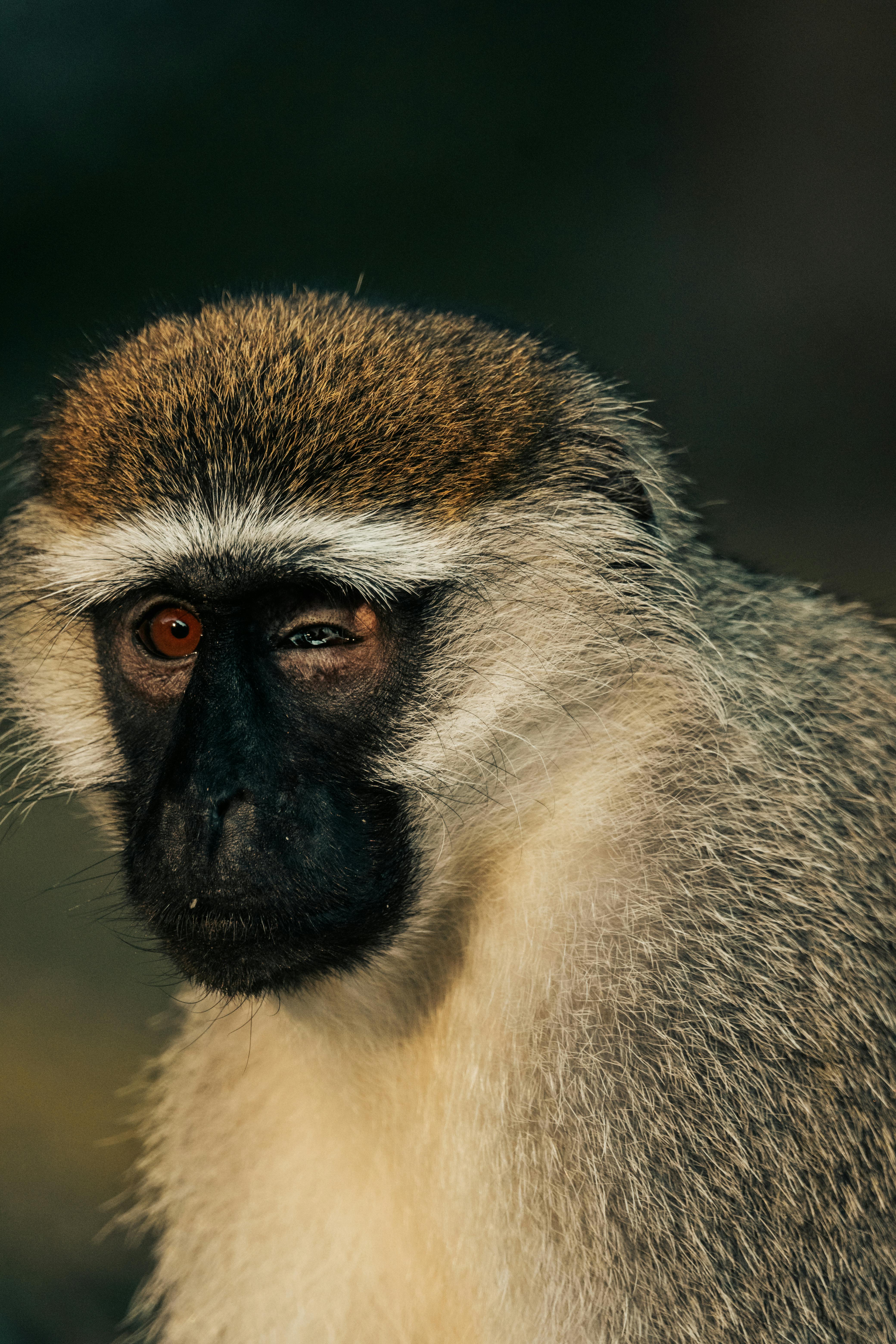 4k Monkey Photos, Download The BEST Free 4k Monkey Stock Photos & HD Images