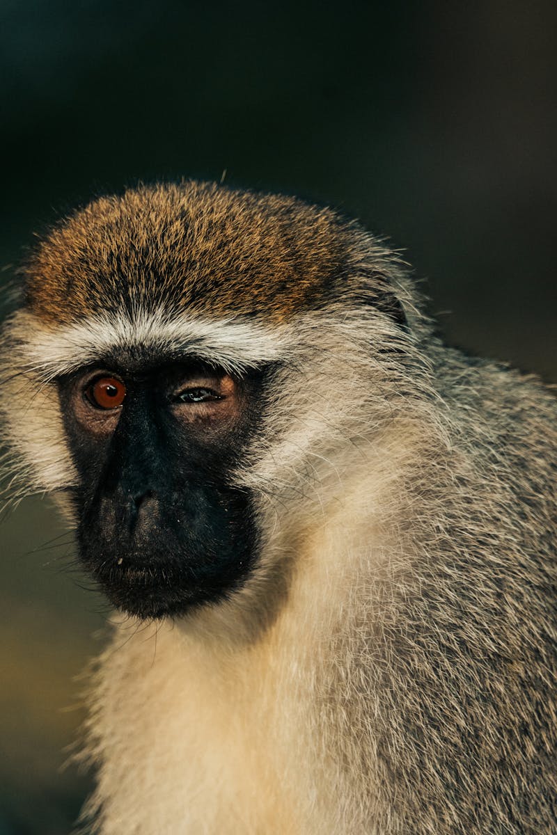 4k Monkey Photos, Download The BEST Free 4k Monkey Stock Photos & HD Images