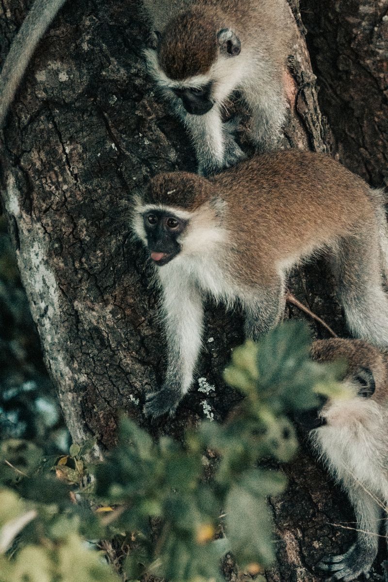 4k Monkey Wallpaper Photos, Download The BEST Free 4k Monkey Wallpaper ...