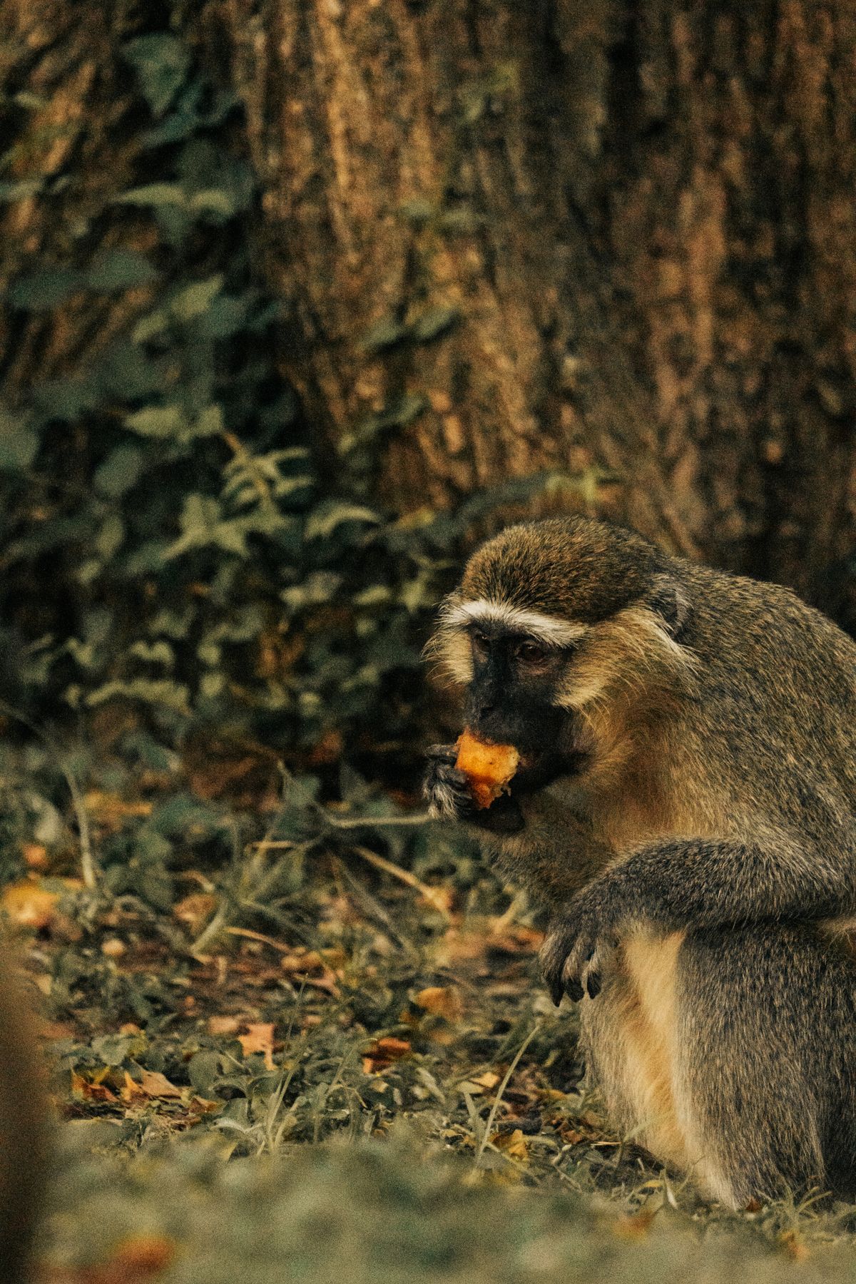 4k Wallpaper 1920x1080 Monkey Eating Eagle Photos, Download The BEST ...