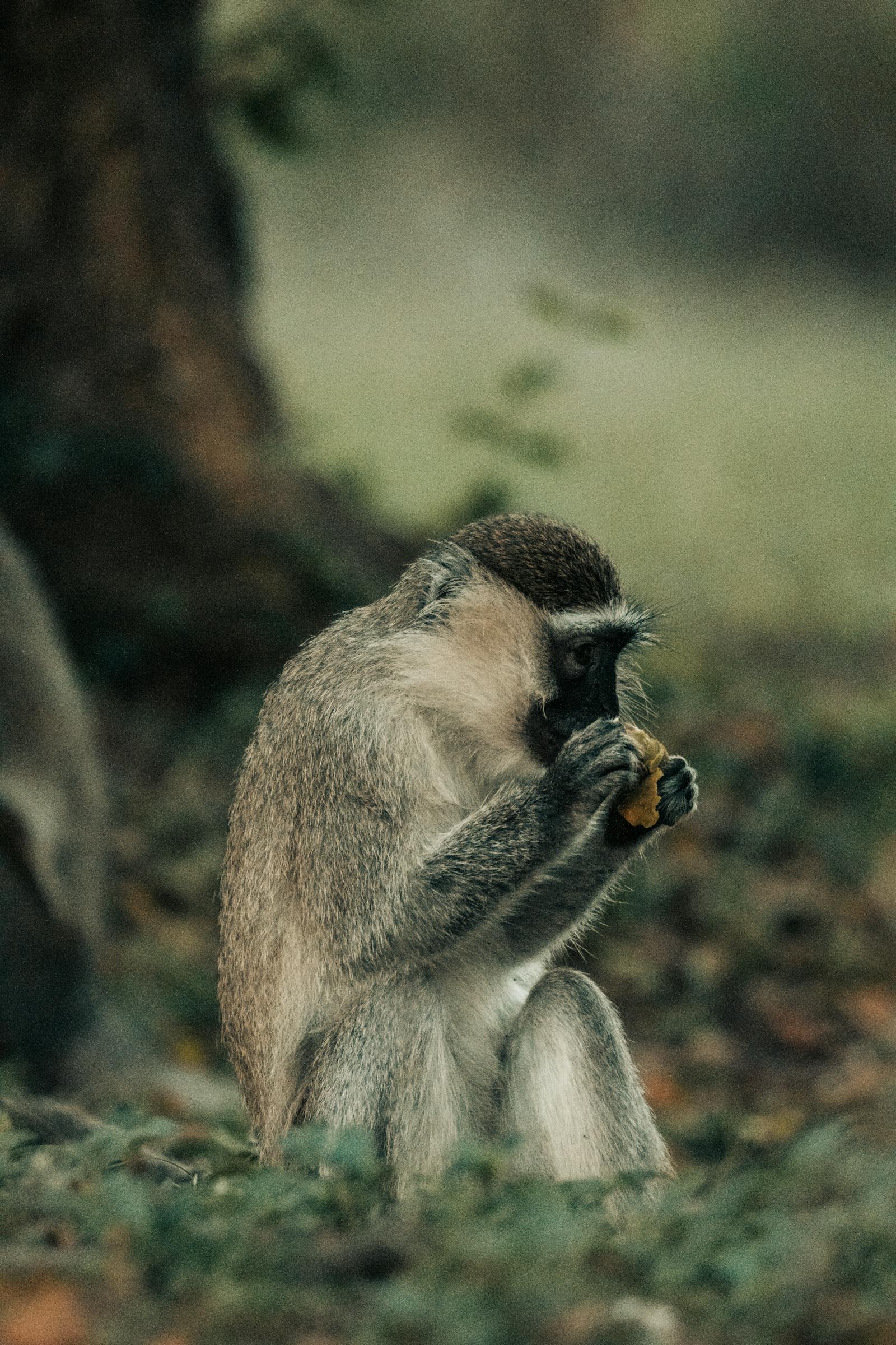 4k Monkey Photos, Download The BEST Free 4k Monkey Stock Photos & HD Images