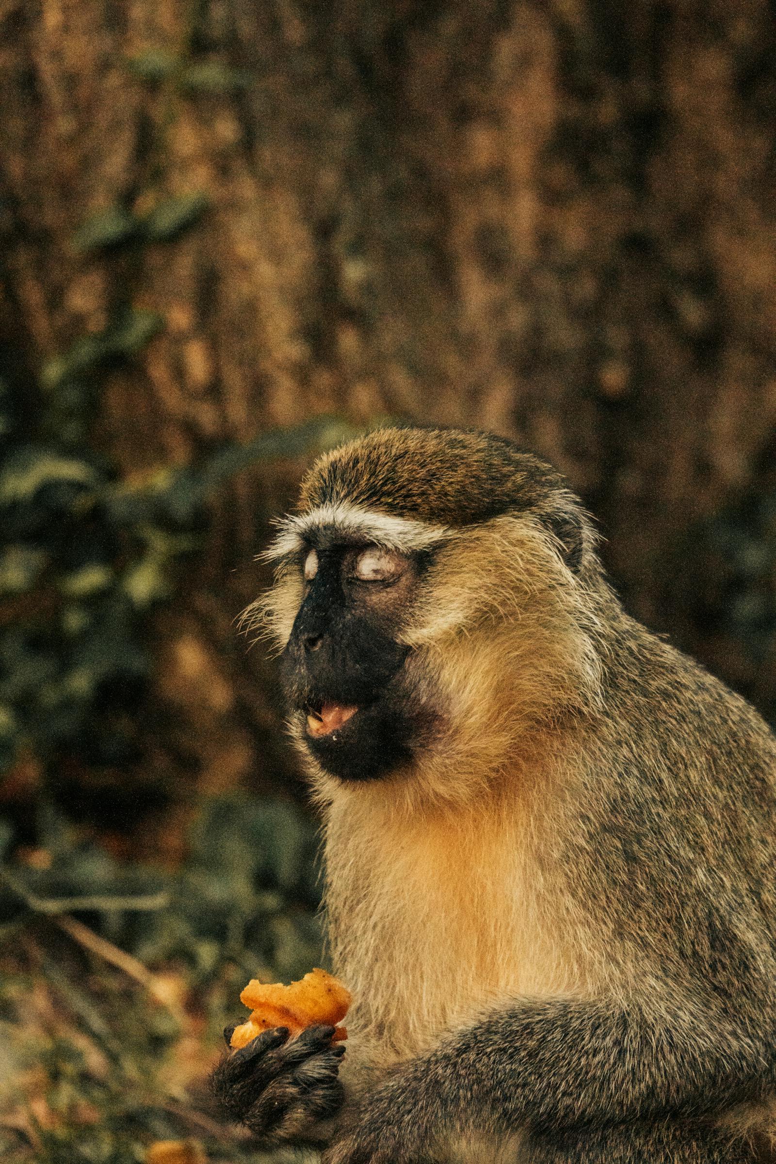 4k Monkey Wallpaper Photos, Download The BEST Free 4k Monkey Wallpaper ...