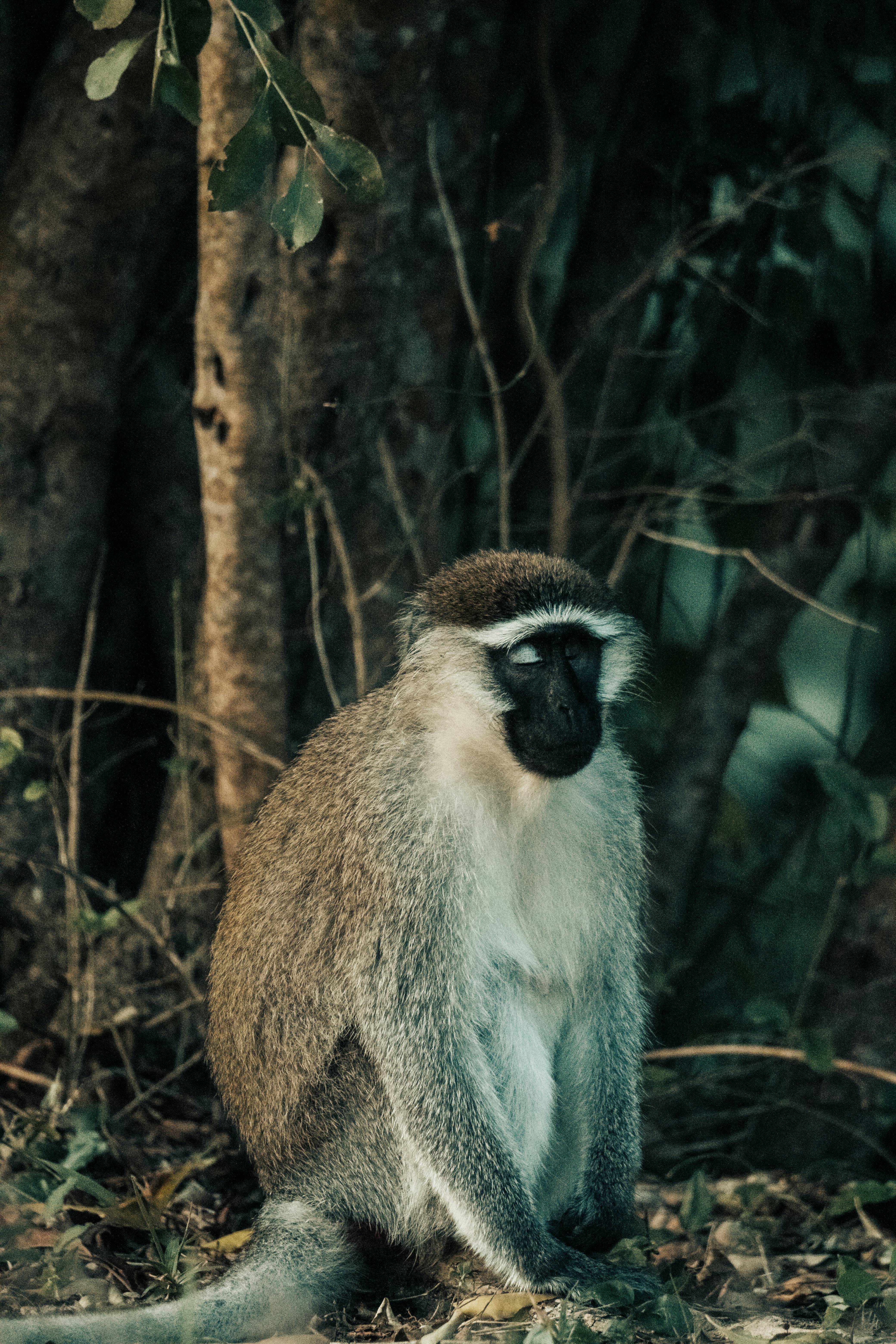 4k Monkey Photos, Download The BEST Free 4k Monkey Stock Photos & HD Images
